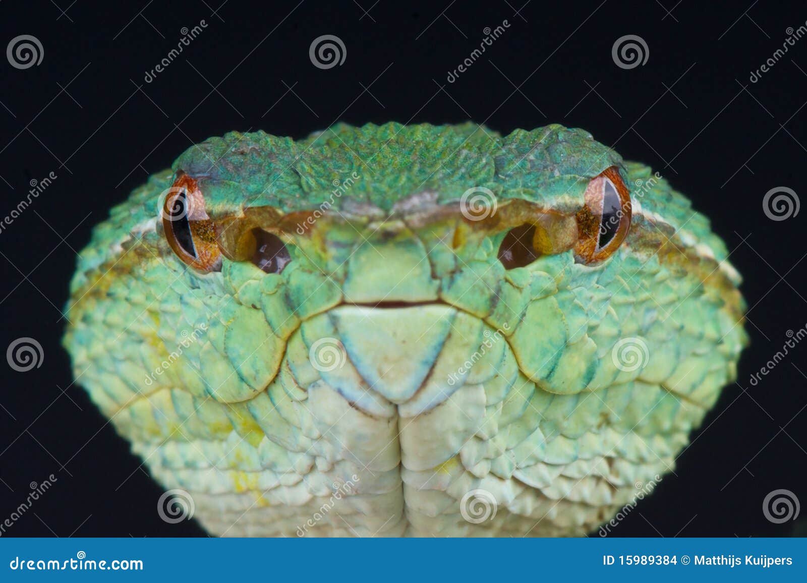 Temple viper stock photo. Image of portrait, borneo, snake - 15989384