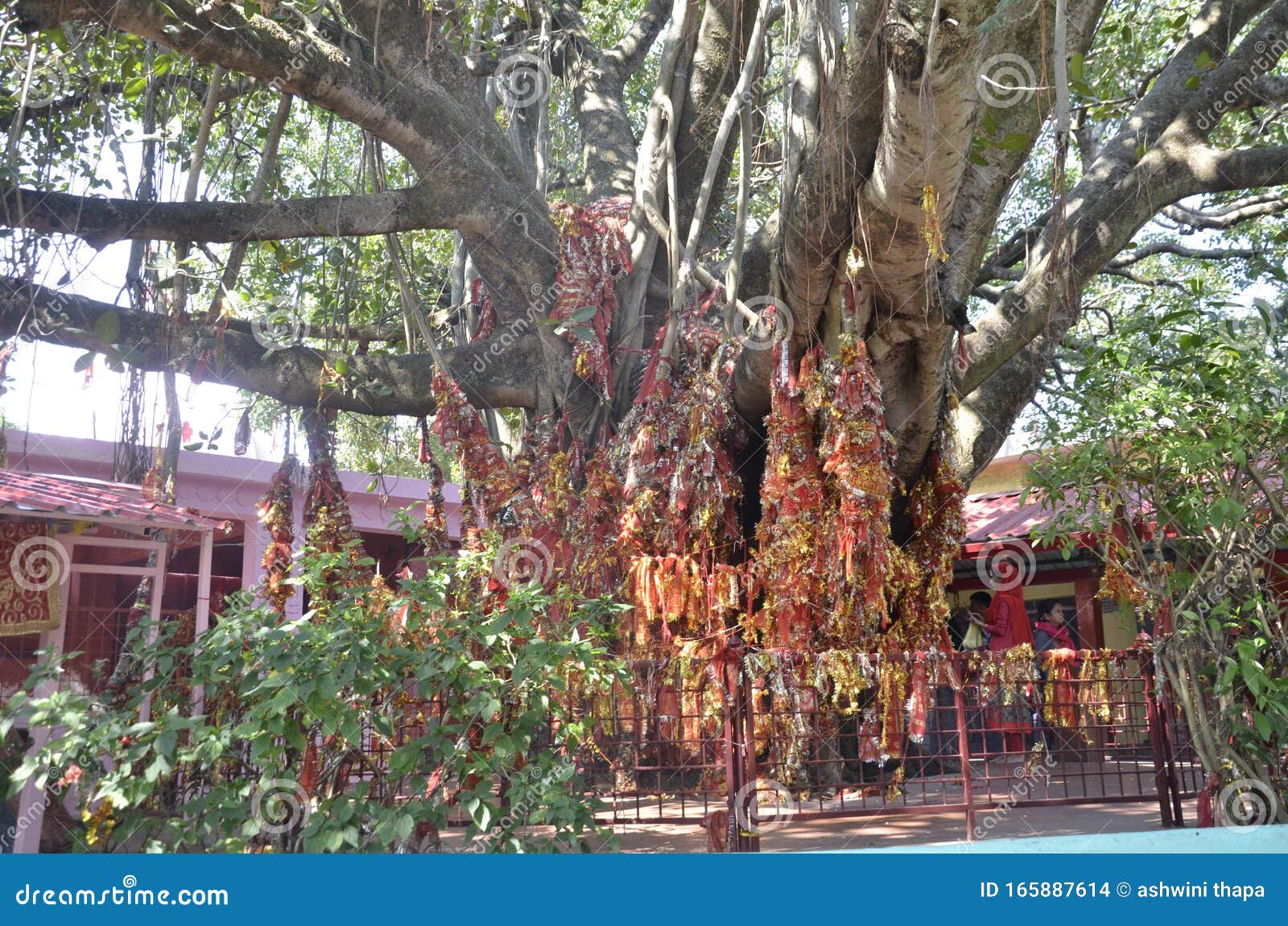 Temple wish tree stock photo. Image of temple, tree - 165887614