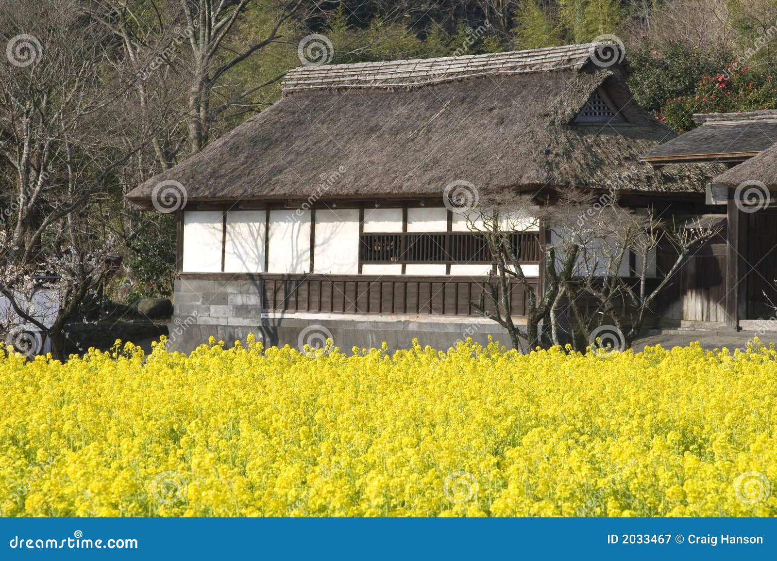Temple with Yellow Flowers stock image. Image of rustic - 2033467