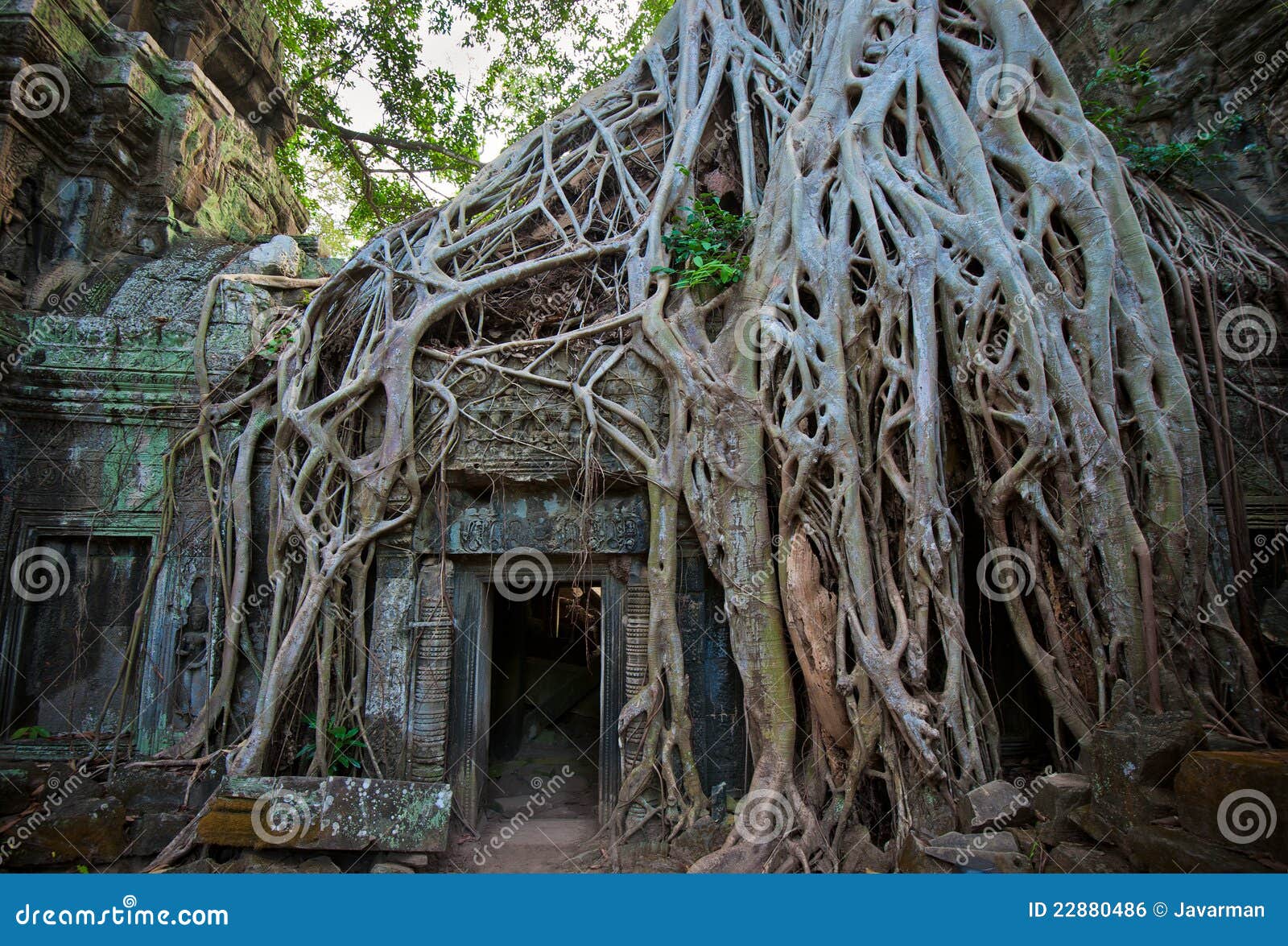 Templo De TA Prohm, Angkor, Camboya Foto de archivo - Imagen de qué ...