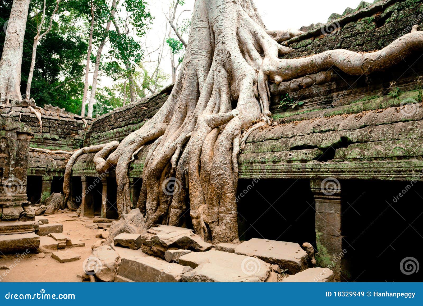 Templo De TA Prohm, Angkor Wat, Camboya Imagen de archivo - Imagen de ...