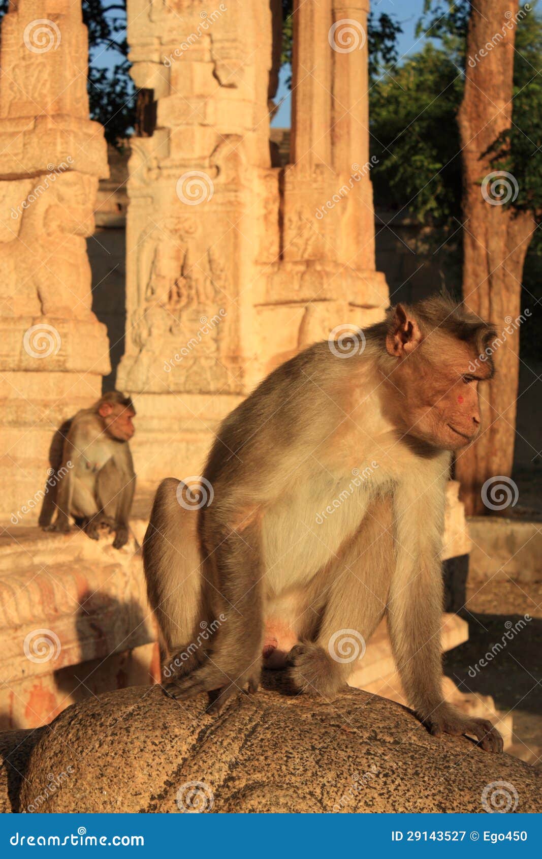 Templo Do Macaco (Hanuman) Em Hampi, India. Imagem de Stock - Imagem de ...