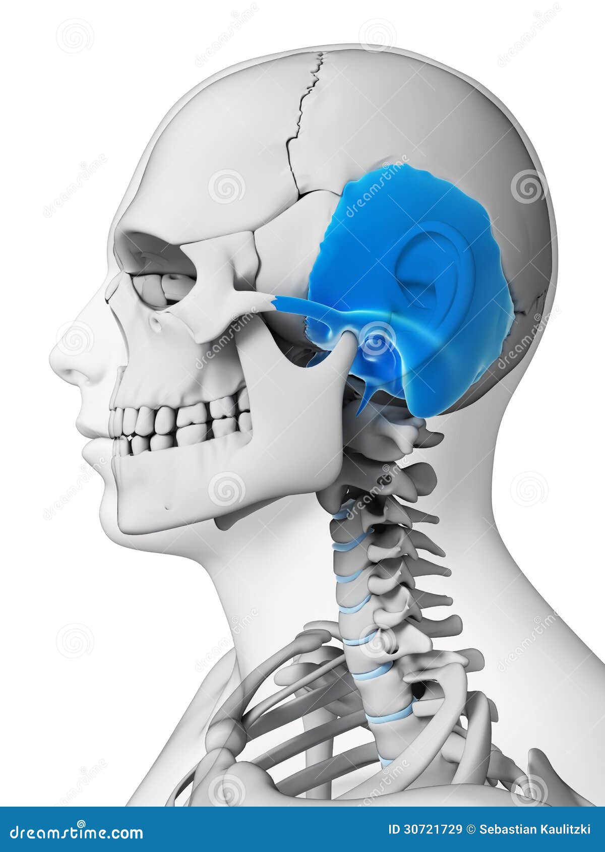 Temporal bone stock illustration. Illustration of isolated - 30721729