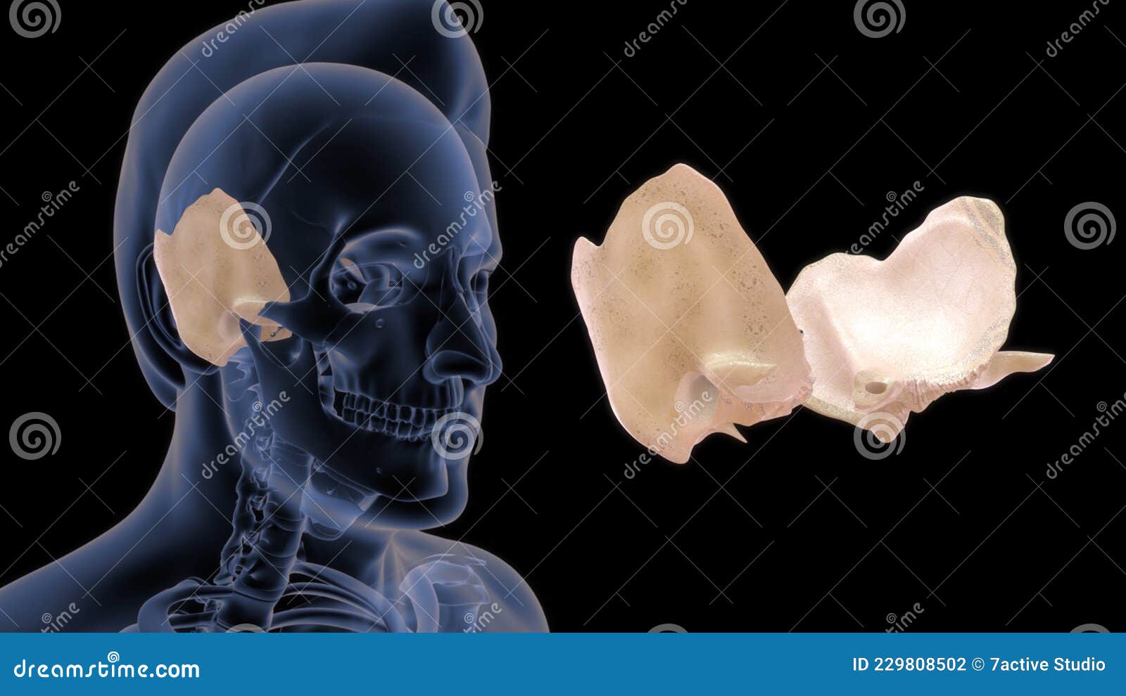 Human Skeleton Skull Bone - Temporal Bone Stock Photo | CartoonDealer ...