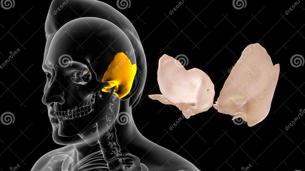 Human Skeleton Skull Bone - Temporal Bone Stock Illustration ...