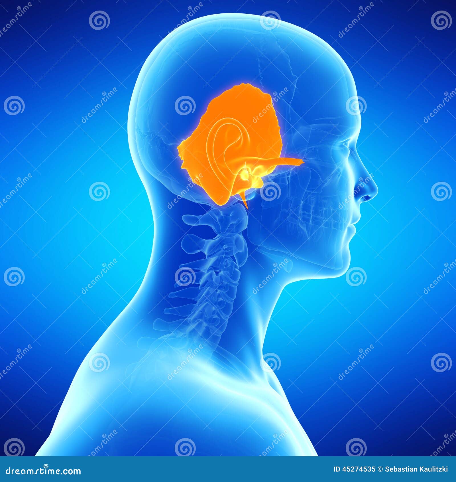 The Temporal Bone Royalty-Free Cartoon | CartoonDealer.com #45274535