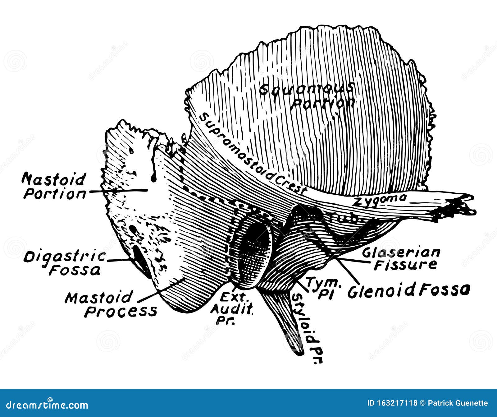 Temporal Bone, Vintage Illustration Stock Vector - Illustration of ...