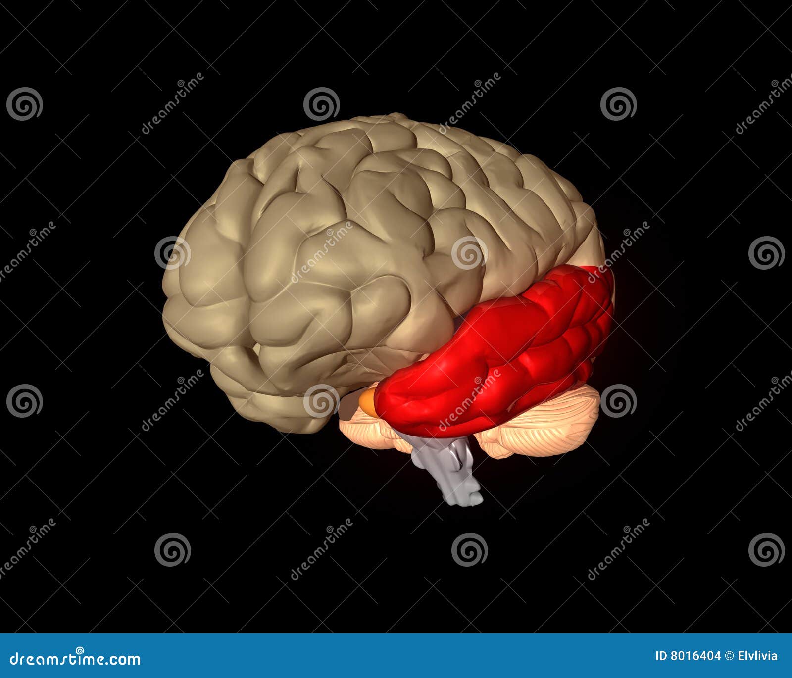 Temporal Lobe Of Human Brain Anatomy Side View Flat Cartoon Vector ...