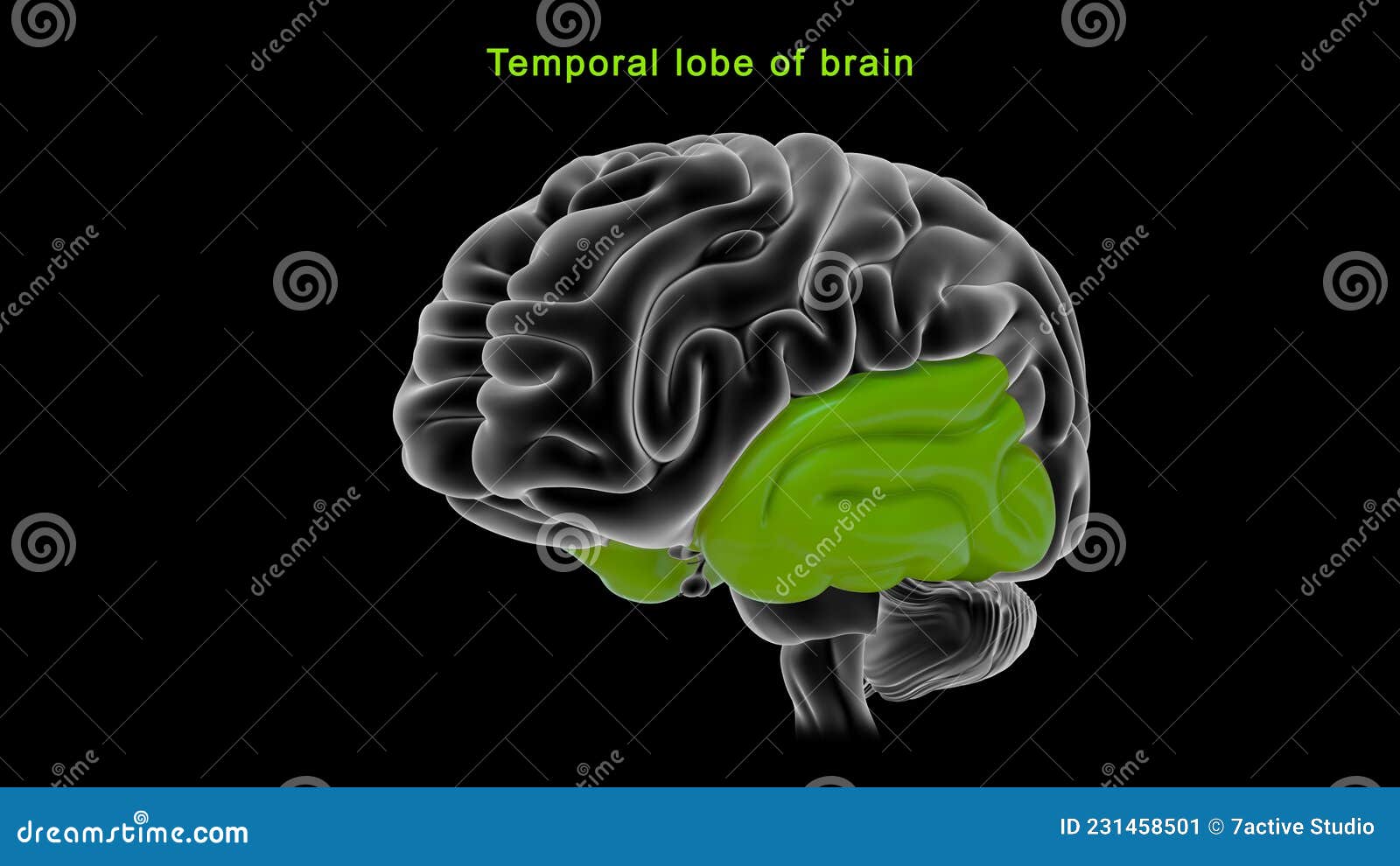 Temporal Lobe Of Human Brain Royalty-Free Stock Photography ...