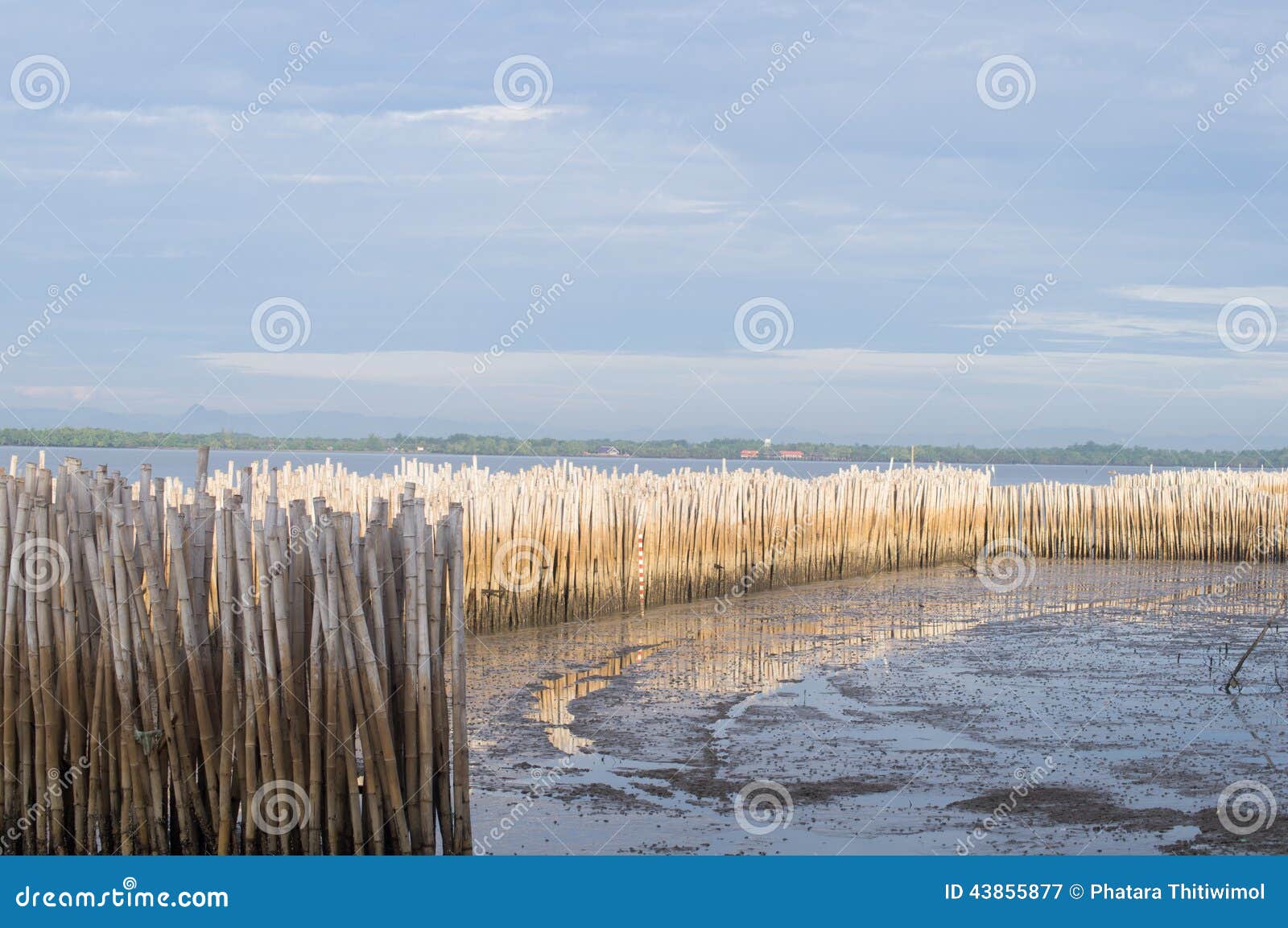 Temporary Dam by Using Bamboo Wood Stock Image - Image of bamboo, land ...