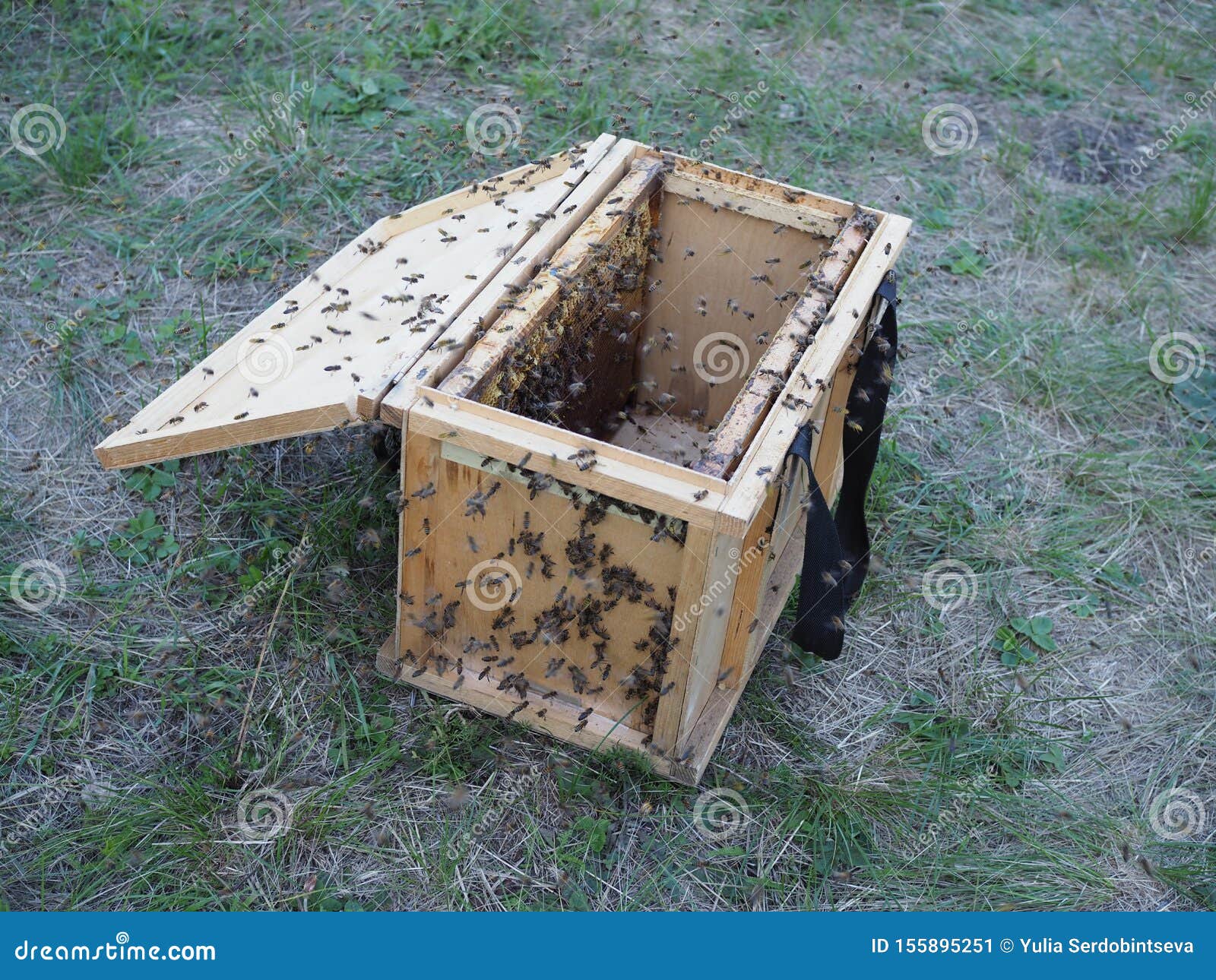 Temporary Portable Small Wooden Beehive with Bees. Bees are Looking for ...