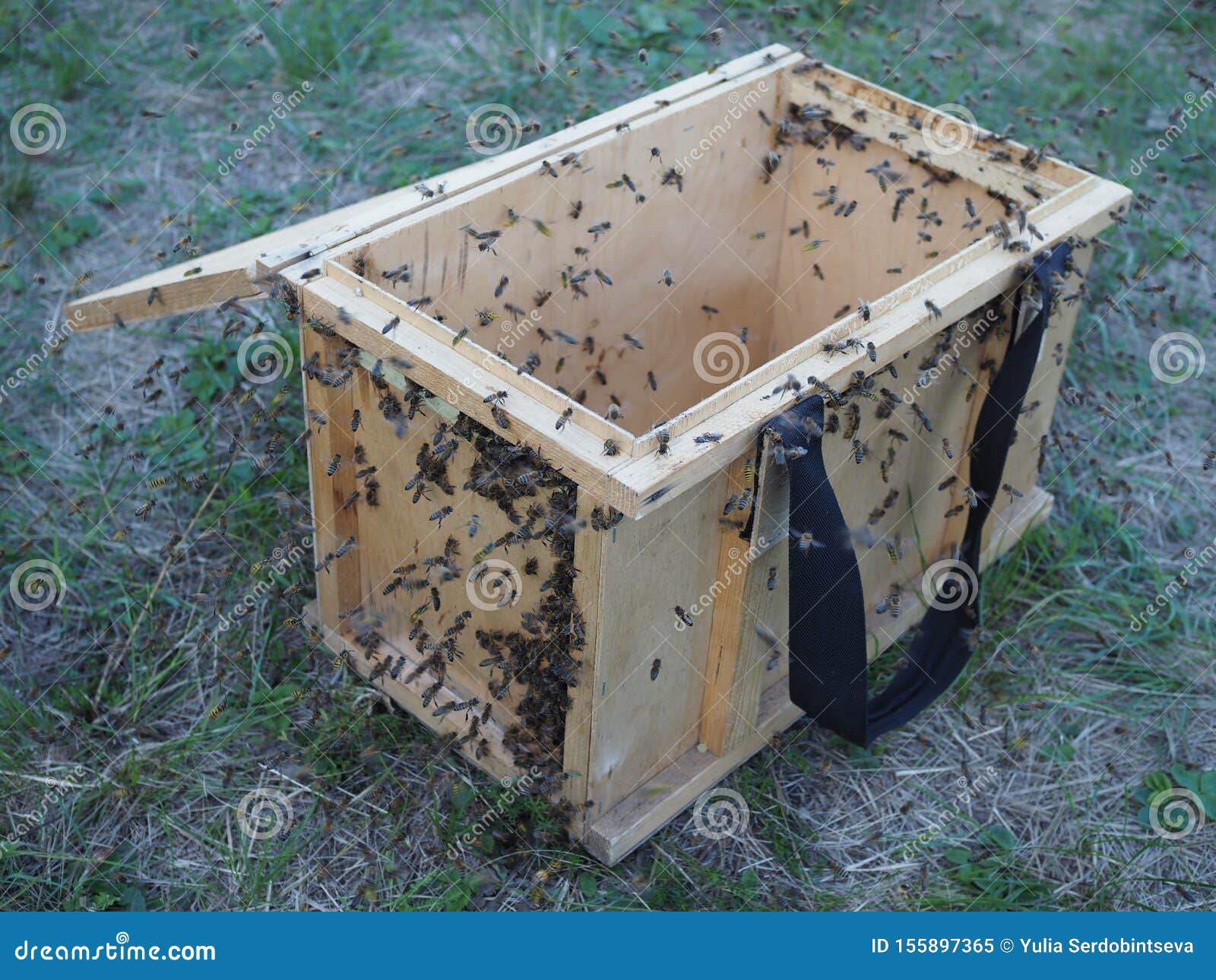 Temporary Portable Small Wooden Beehive with Bees Stock Image - Image ...