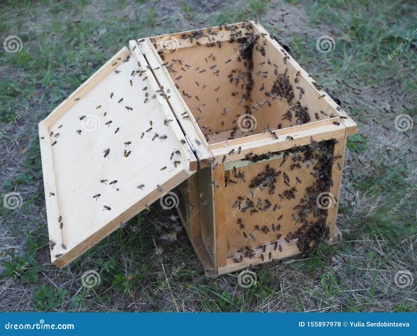 Temporary Portable Small Wooden Beehive with Bees. Bees are Looking for ...
