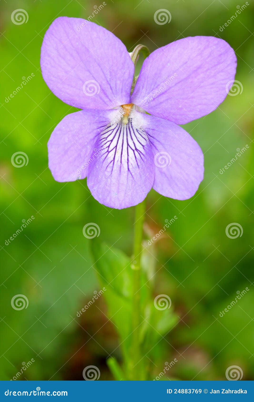 Temprano perro-violeta imagen de archivo. Imagen de temprano - 24883769