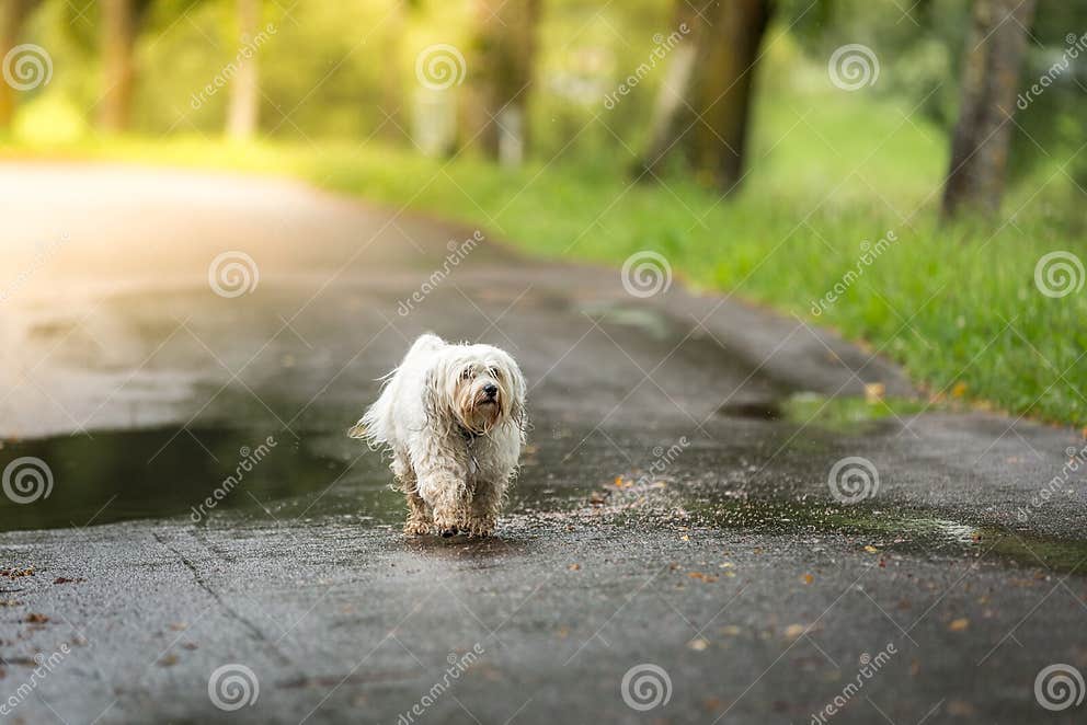 Temps de merde image stock. Image du animal, mieux, arbres - 43322319