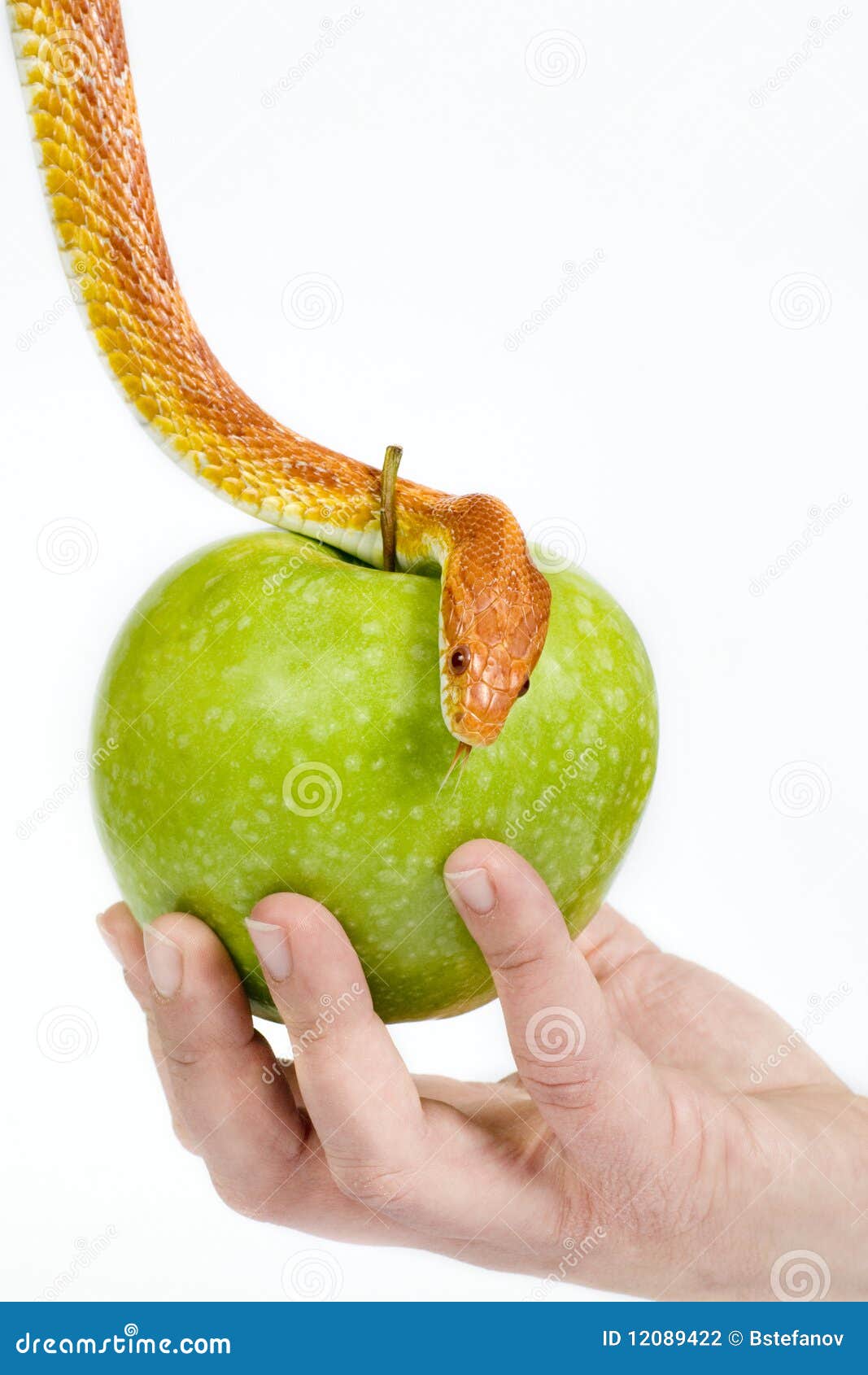 Temptation. stock photo. Image of hand, temptation, food - 12089422