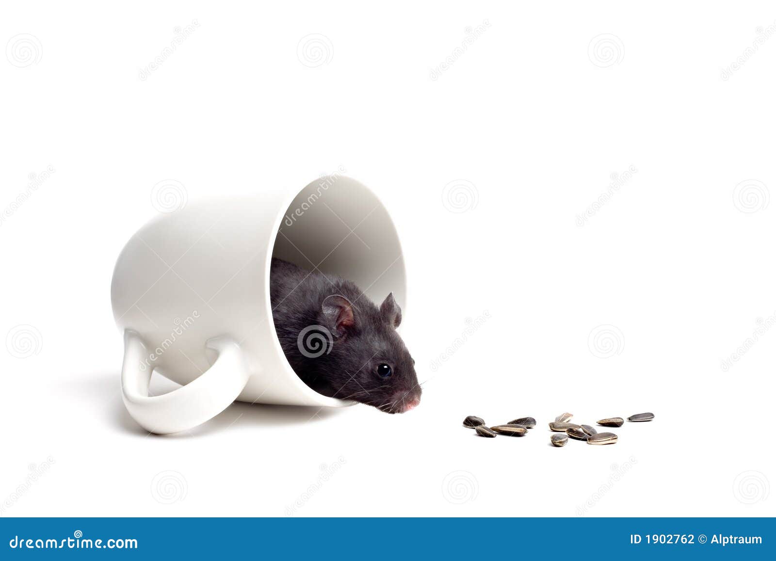 Temptation stock photo. Image of close, food, appetite - 1902762