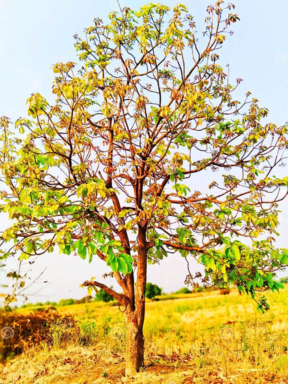 The Temptation Tree with Blur Background Stock Image - Image of leaf ...