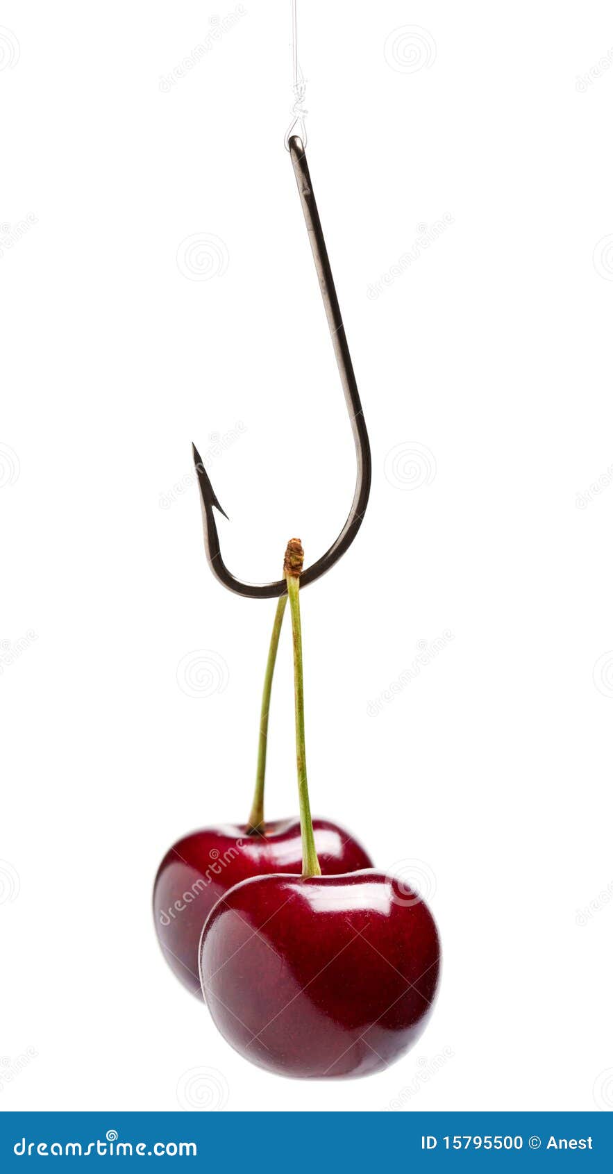 Tempting cherry bait stock photo. Image of lure, cluster - 15795500