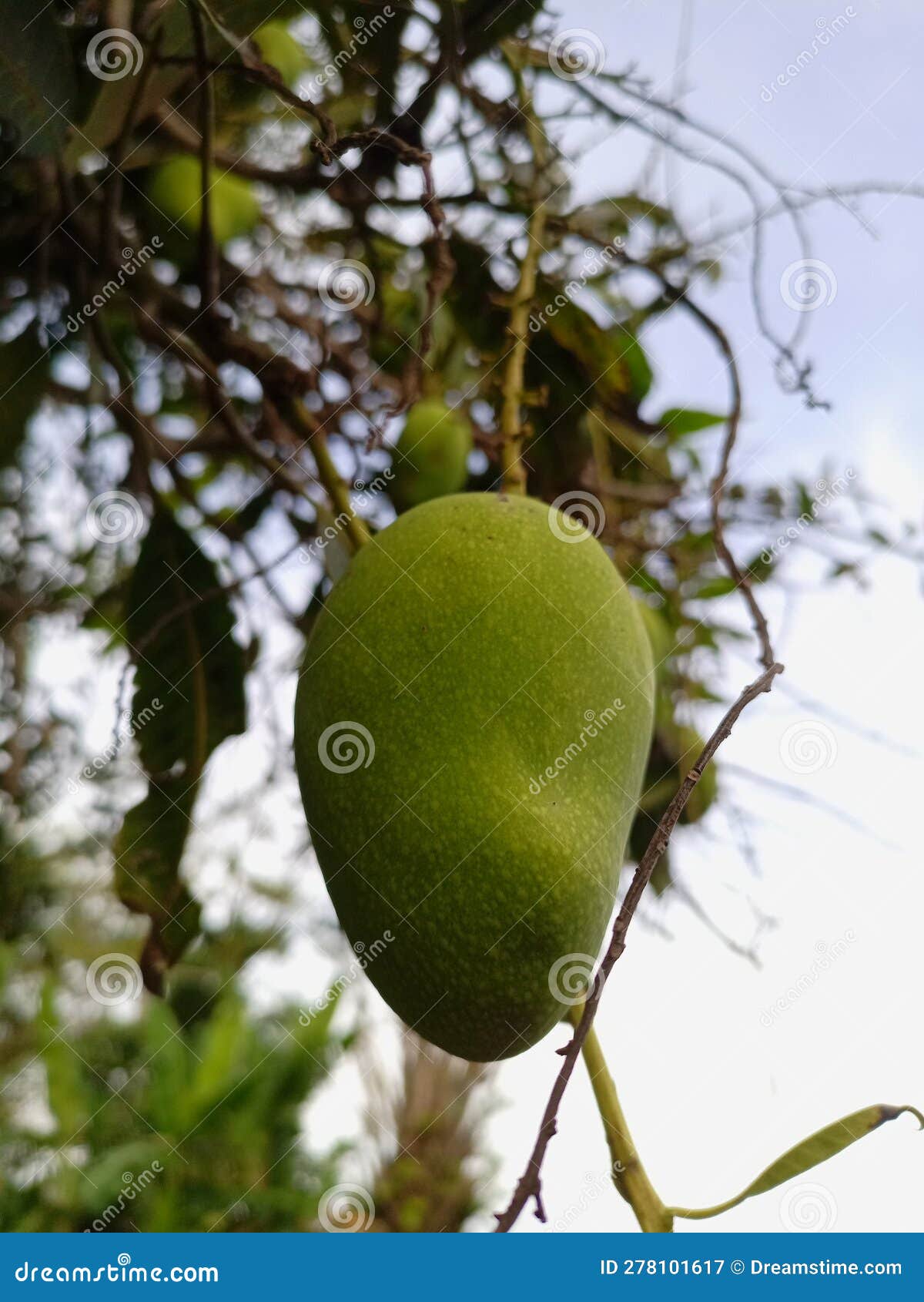 Tempting Fresh Mangoes stock image. Image of fruit, morning - 278101617