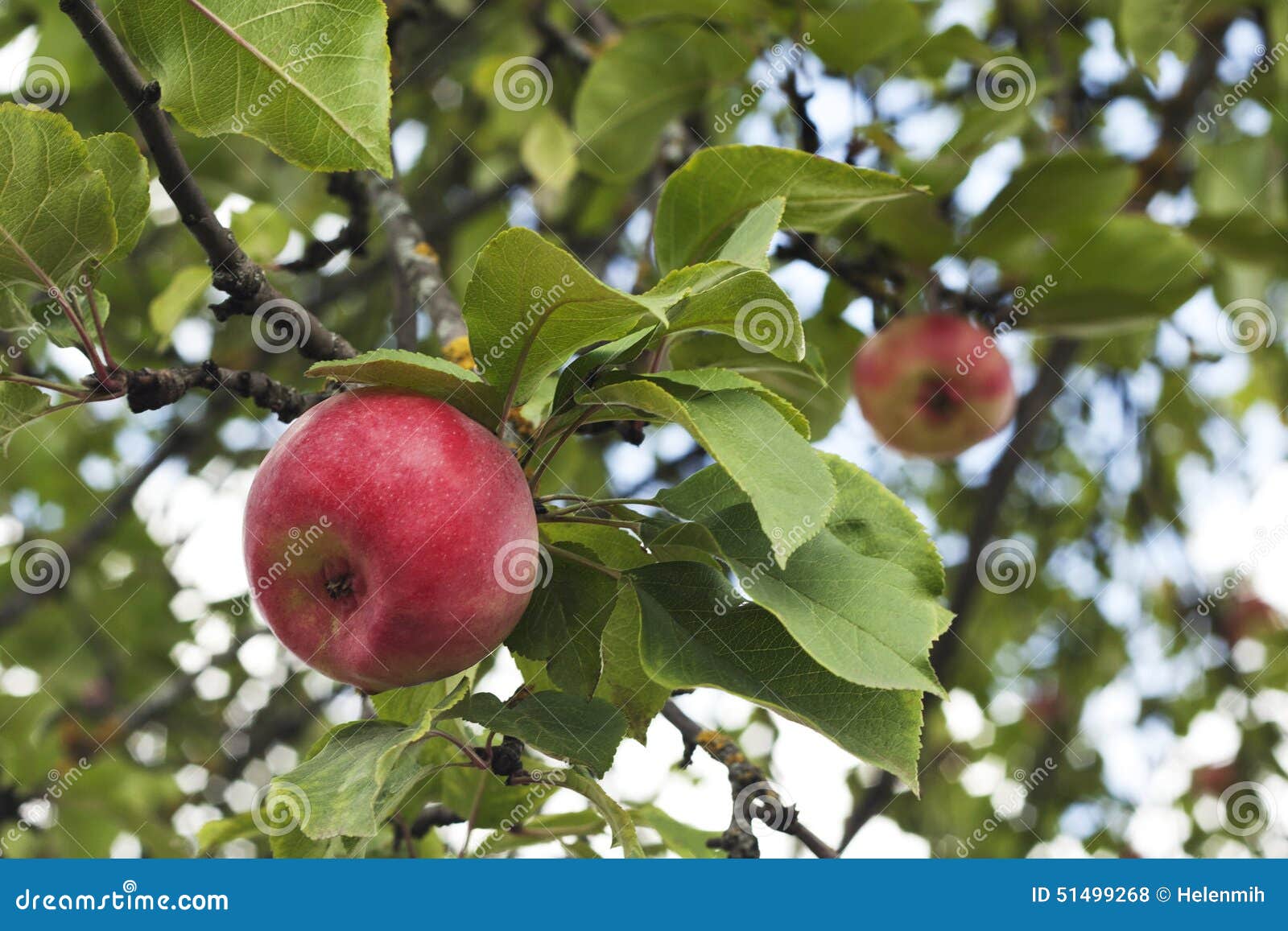 Tempting Red Apples on the Apple Tree. Apples Close-up Stock Photo ...