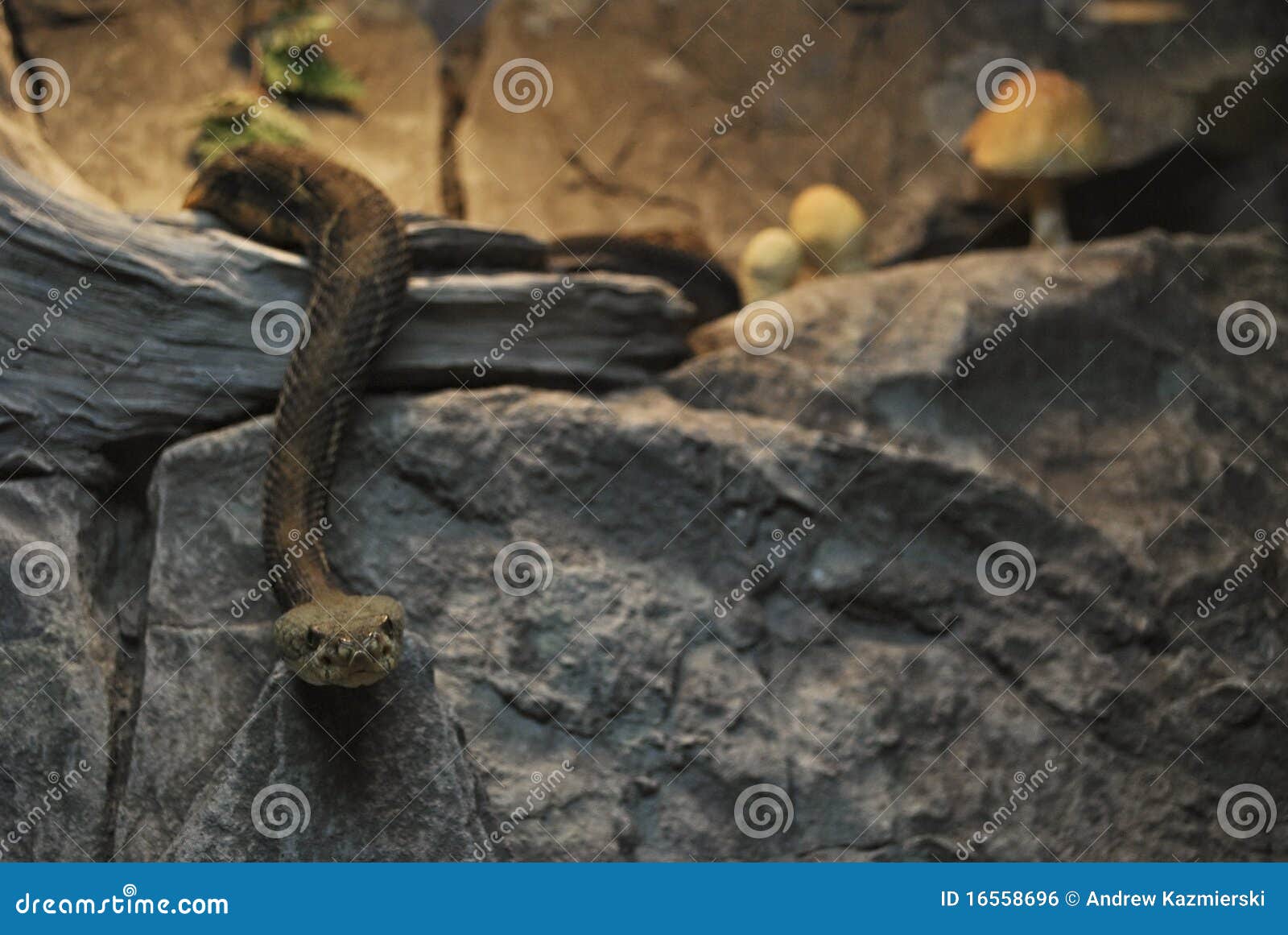 Tempting Serpent stock photo. Image of forest, nature - 16558696