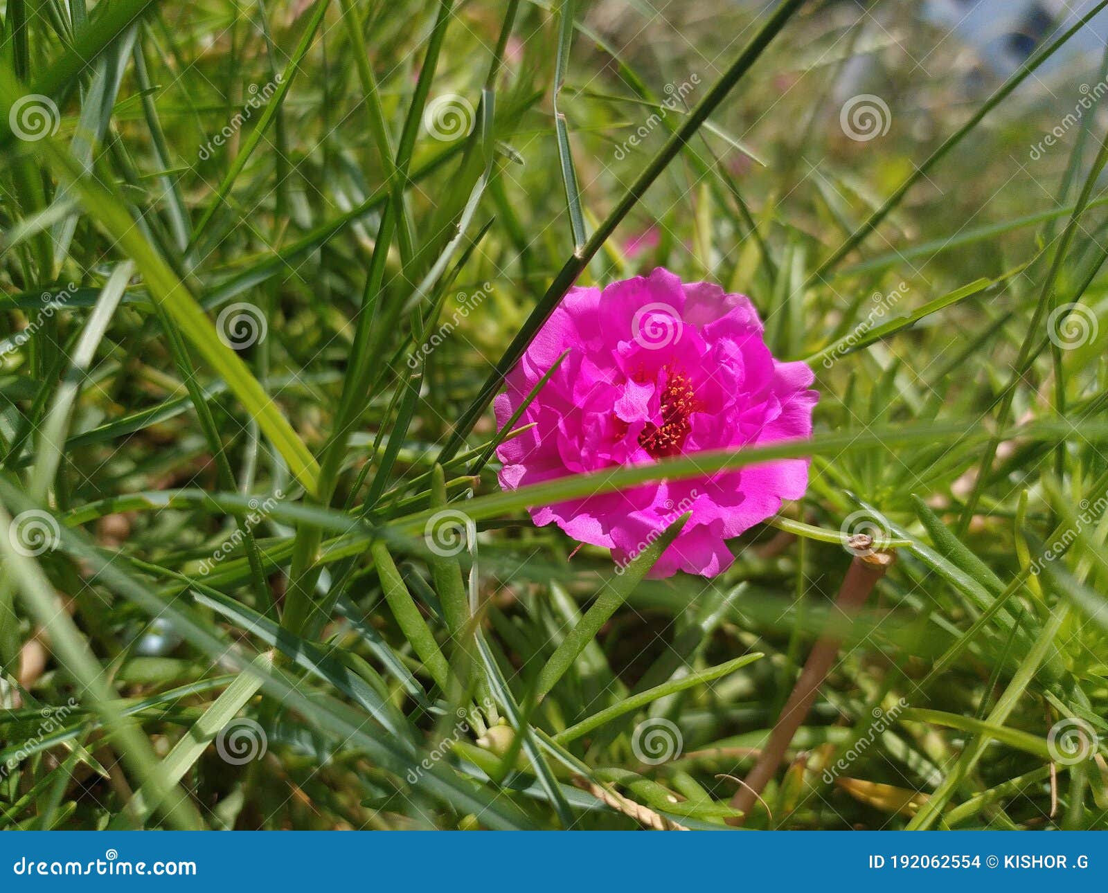 Ten Clock Flower Natural Flower Stock Photo - Image of flow, natural ...