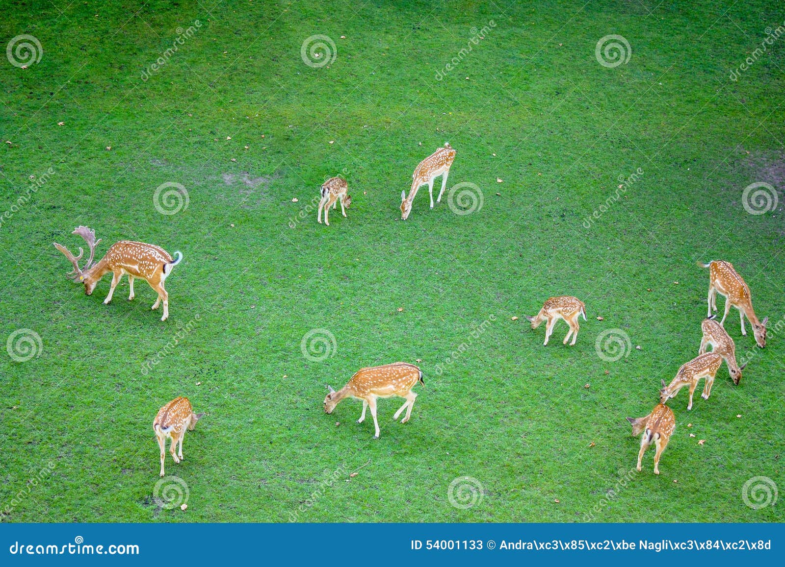 Ten deer stock image. Image of number, animal, viewed - 54001133