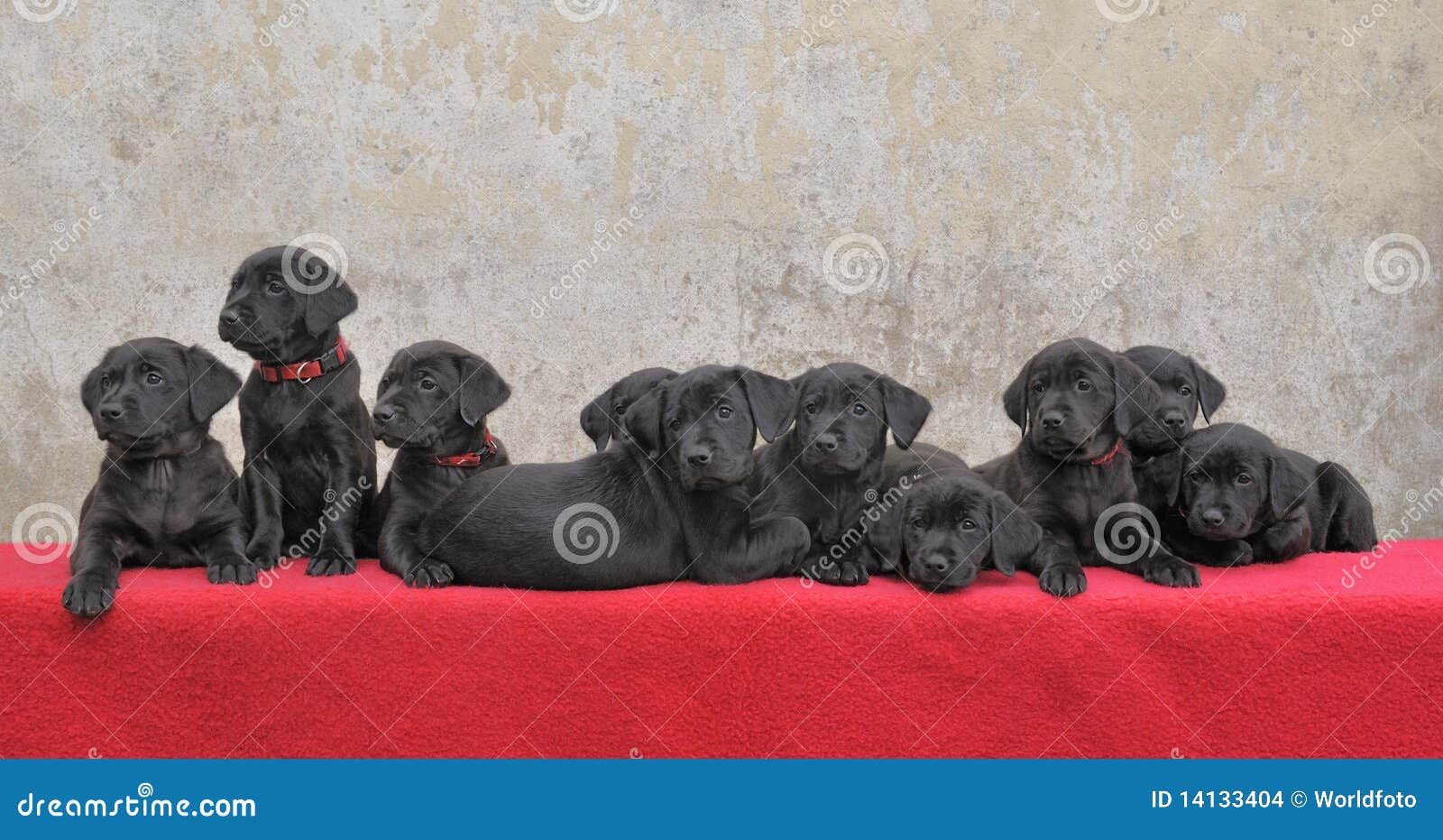 Ten labrador puppies stock photo. Image of labrador, puppy - 14133404