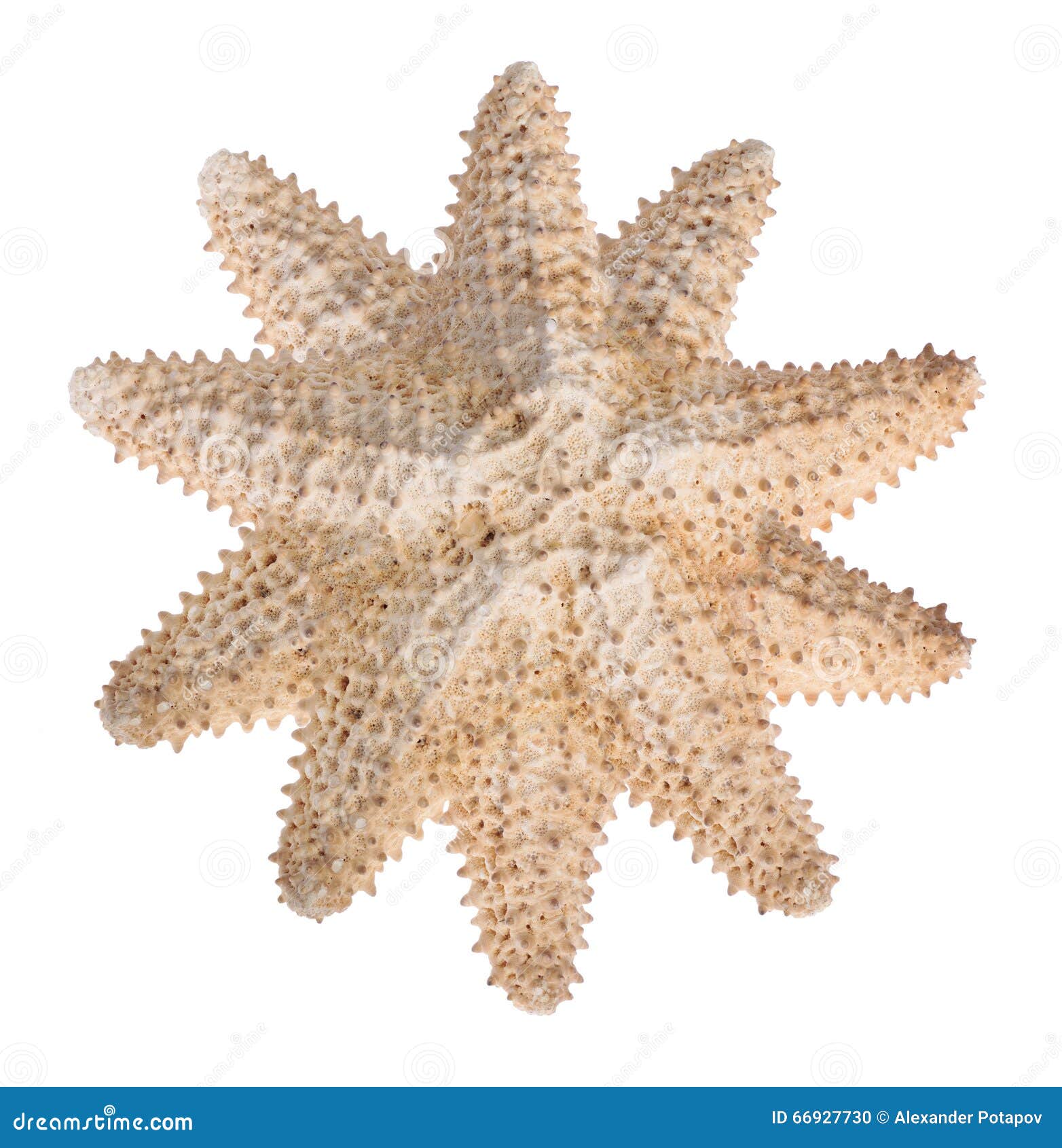 Ten-point Beige Starfish on White Stock Photo - Image of animal, object ...