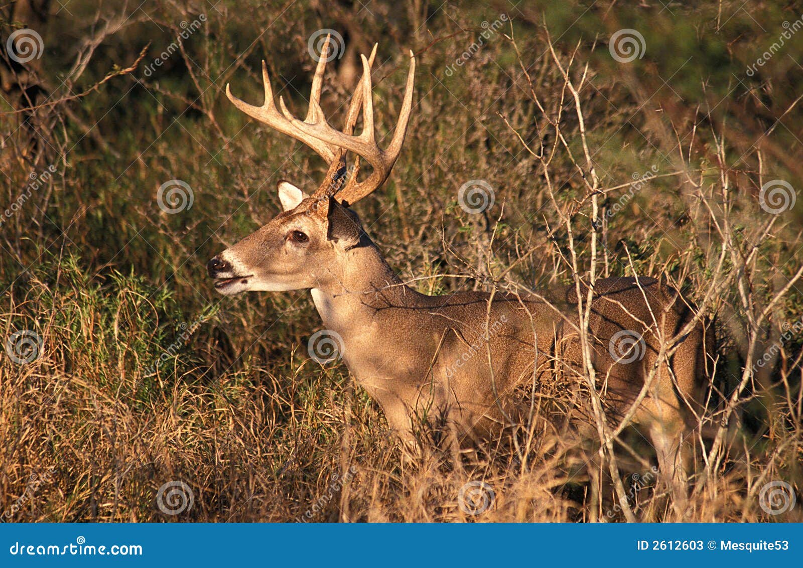 Ten point buck stock image. Image of buck, antlers, texas - 2612603