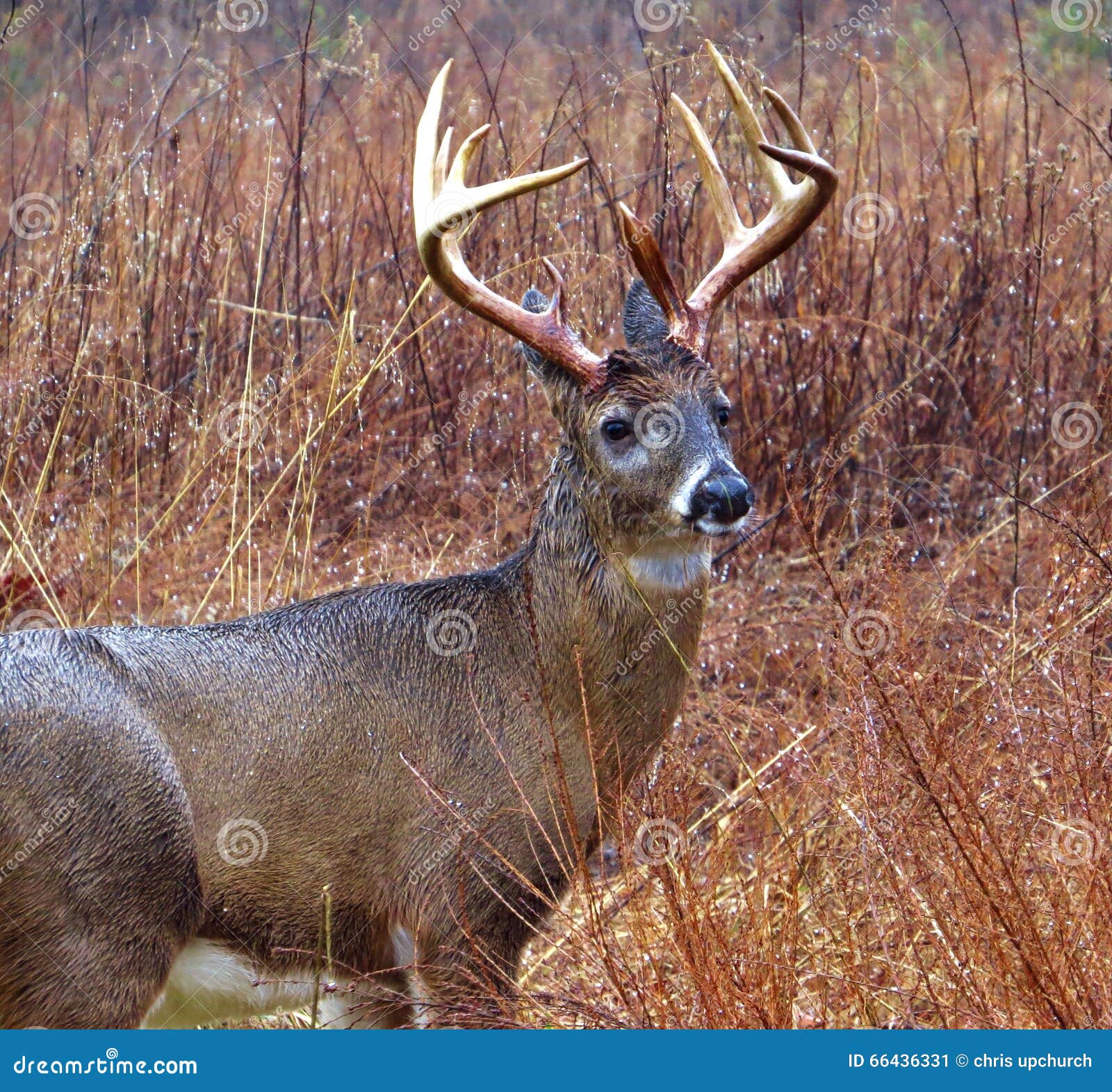 Ten point buck stock image. Image of woods, point, curiuos - 66436331