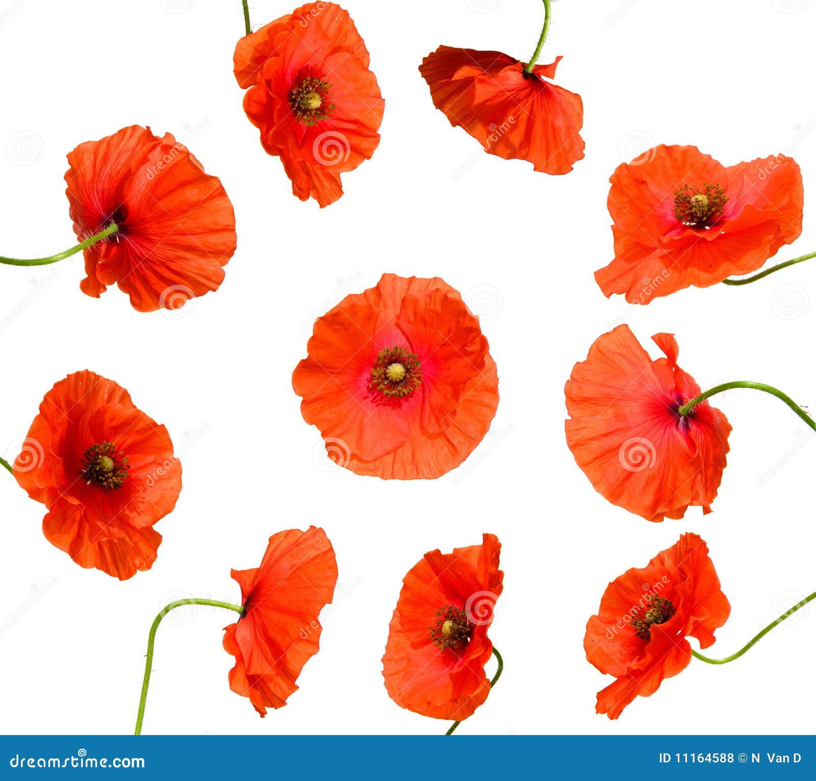 Poppy Flowers Stock Photography | CartoonDealer.com #19623620