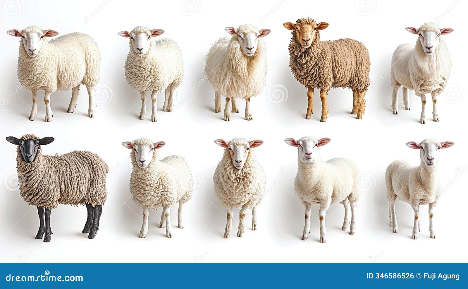 Ten Sheep of Different Breeds and Colors Stock Illustration ...