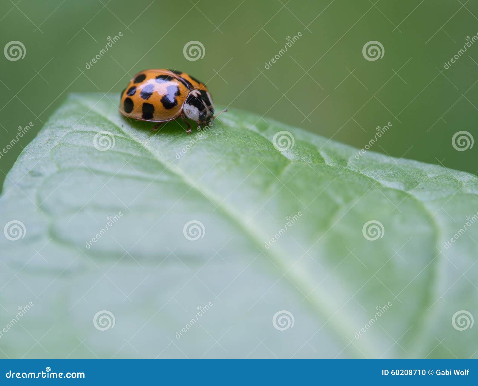 Ten-spotted Ladybird - Adalia Decempunctata Stock Photo - Image of ...