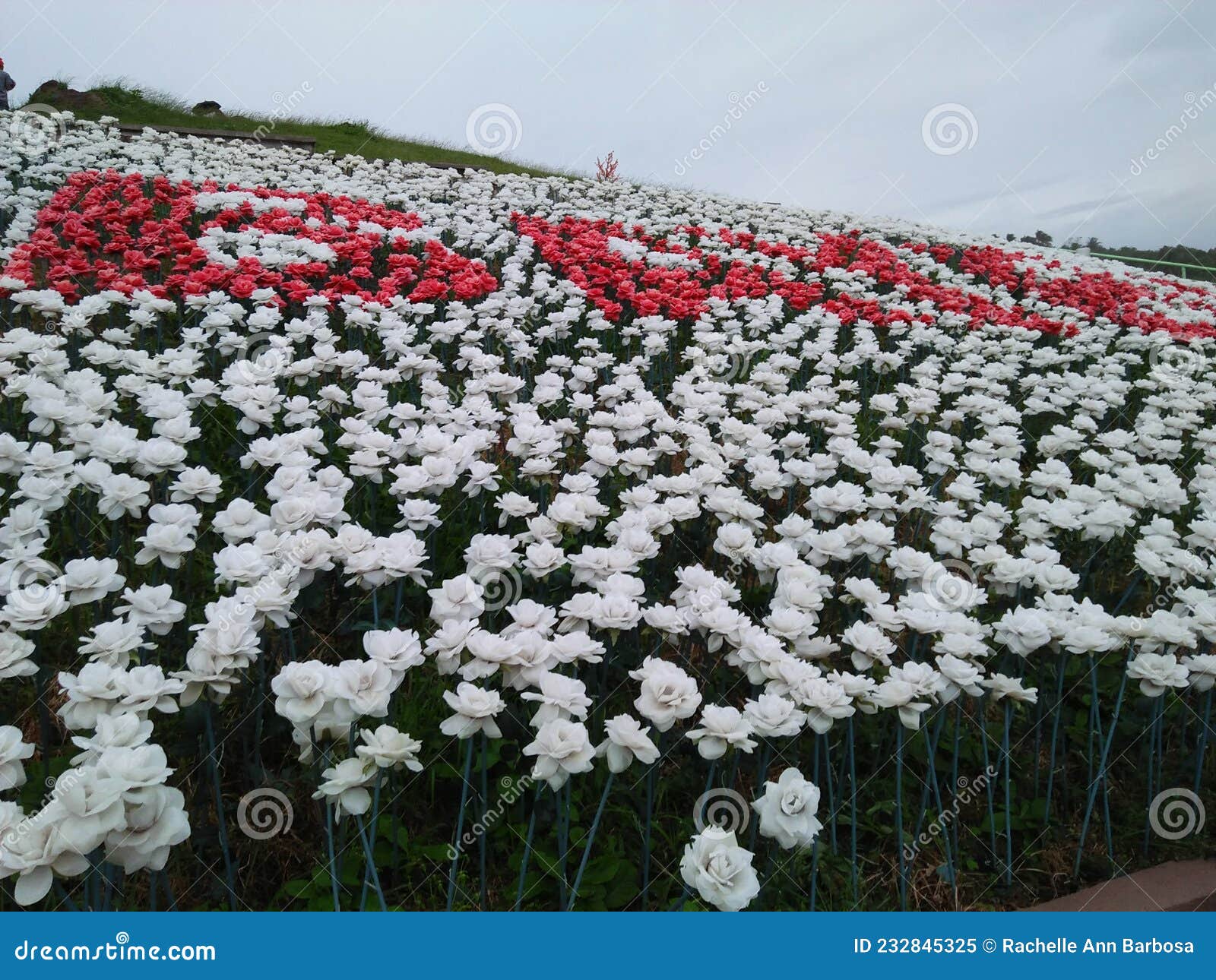 Ten thousand plastic roses stock image. Image of garden - 232845325