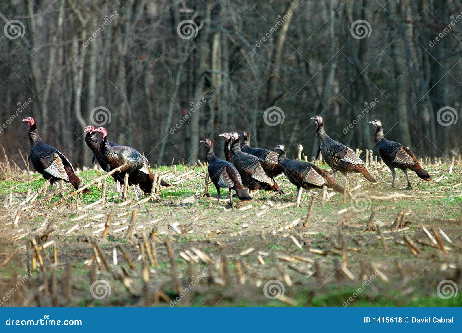 Ten Wild Turkeys stock photo. Image of hunting, turkeys - 1415618