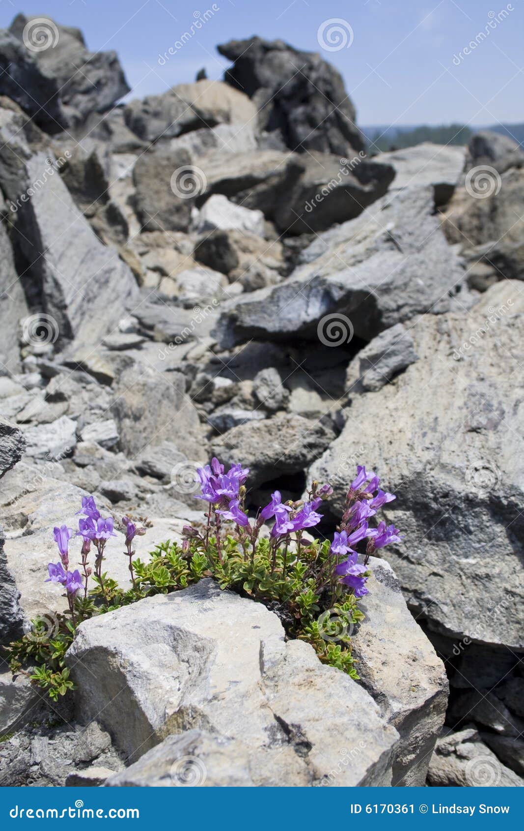 Tenacious plants stock image. Image of growth, green, purple - 6170361
