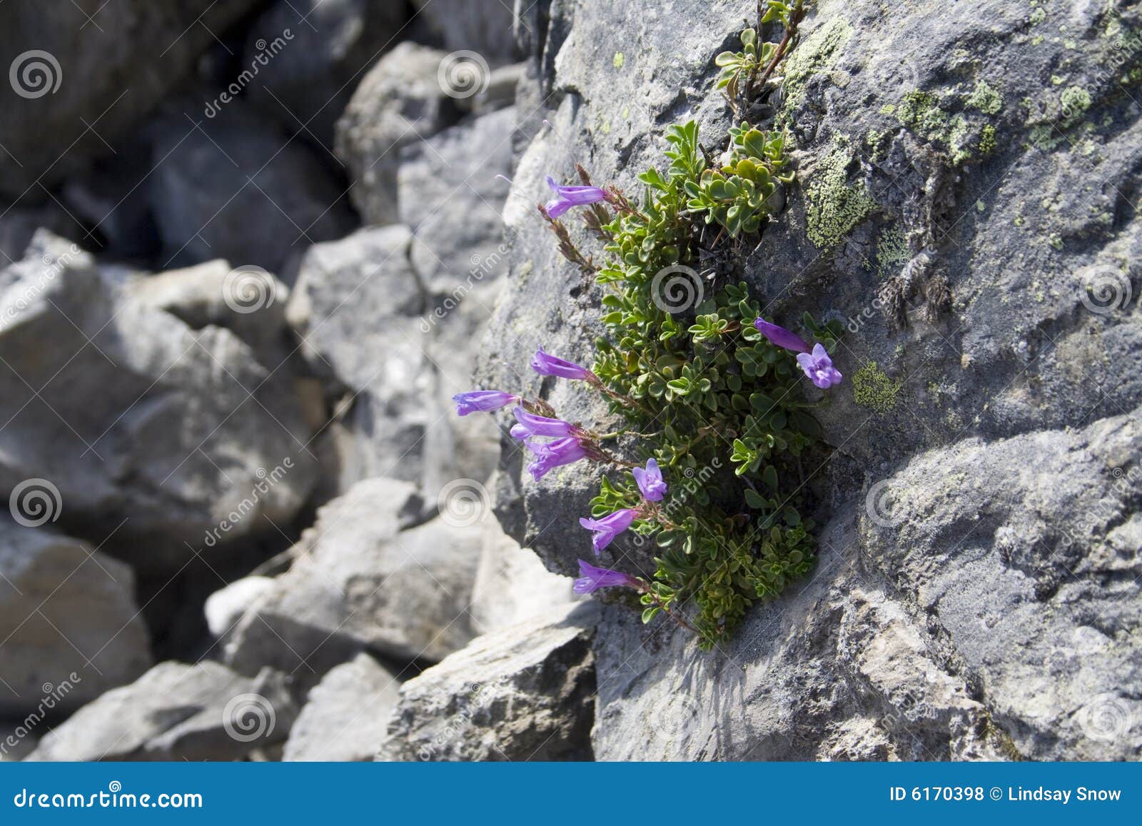 Tenacious plants stock photo. Image of harsh, hard, growth - 6170398