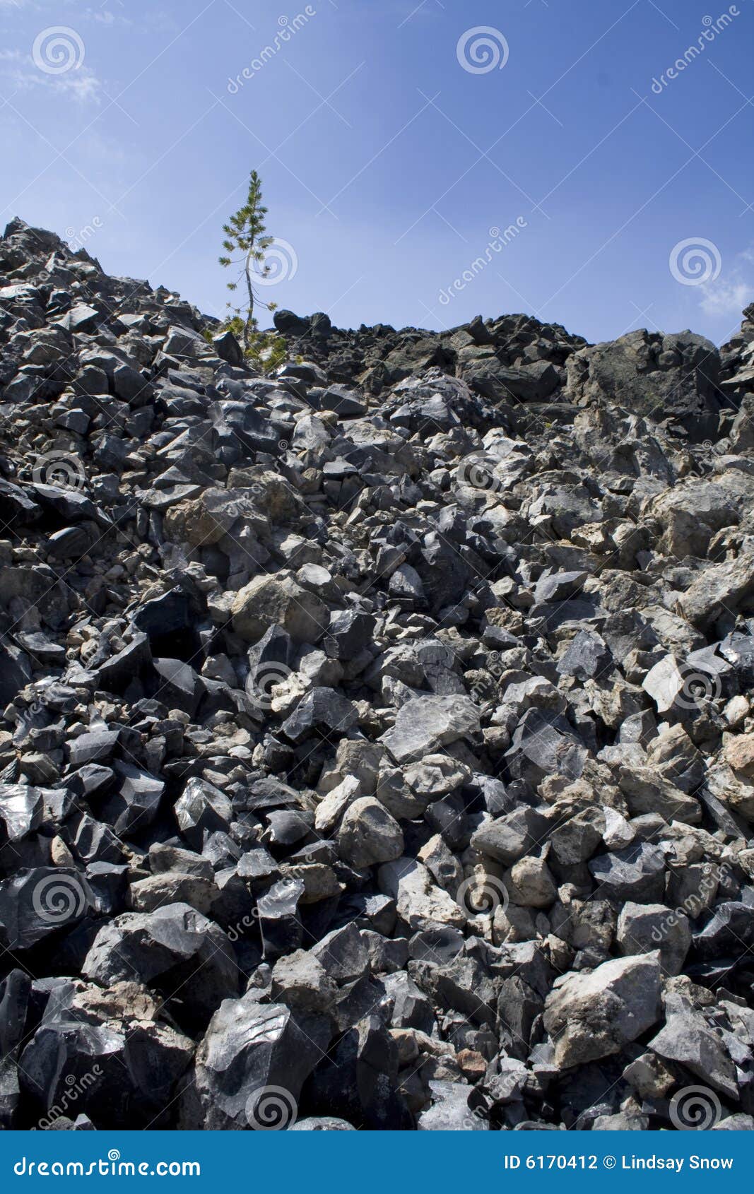 Tenacious plants stock photo. Image of environment, life - 6170412