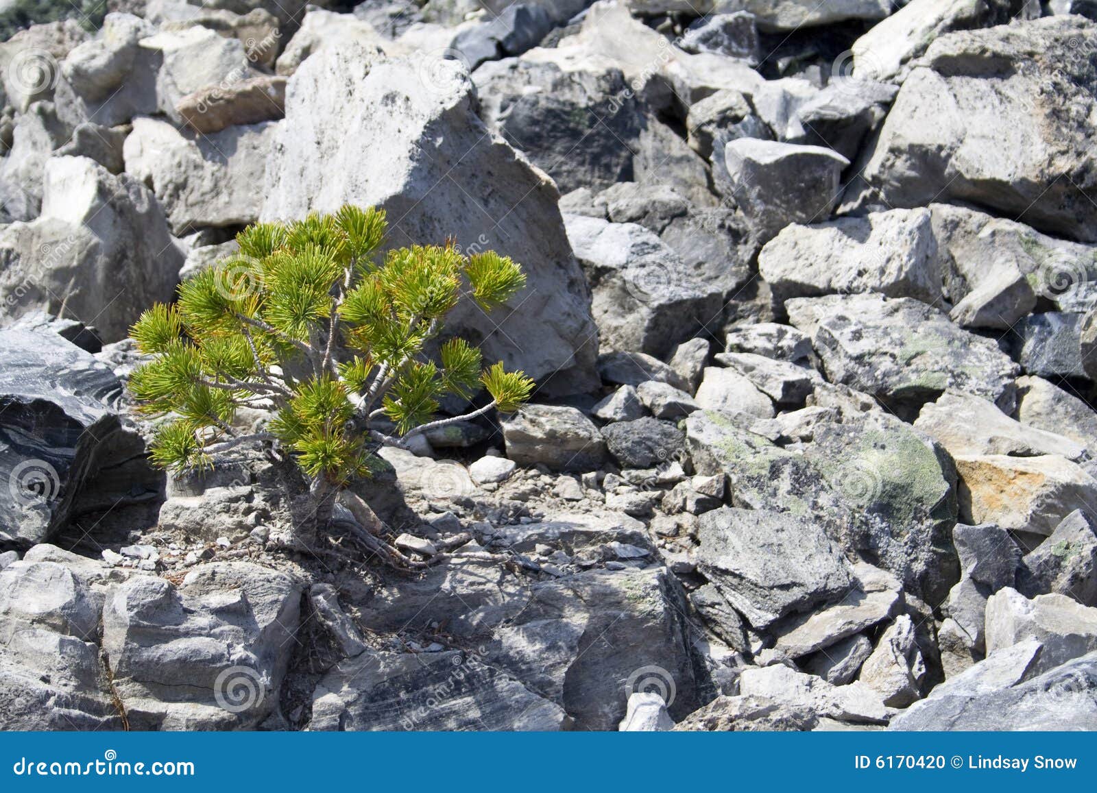 Tenacious plants stock photo. Image of pine, ecology, volcanic - 6170420