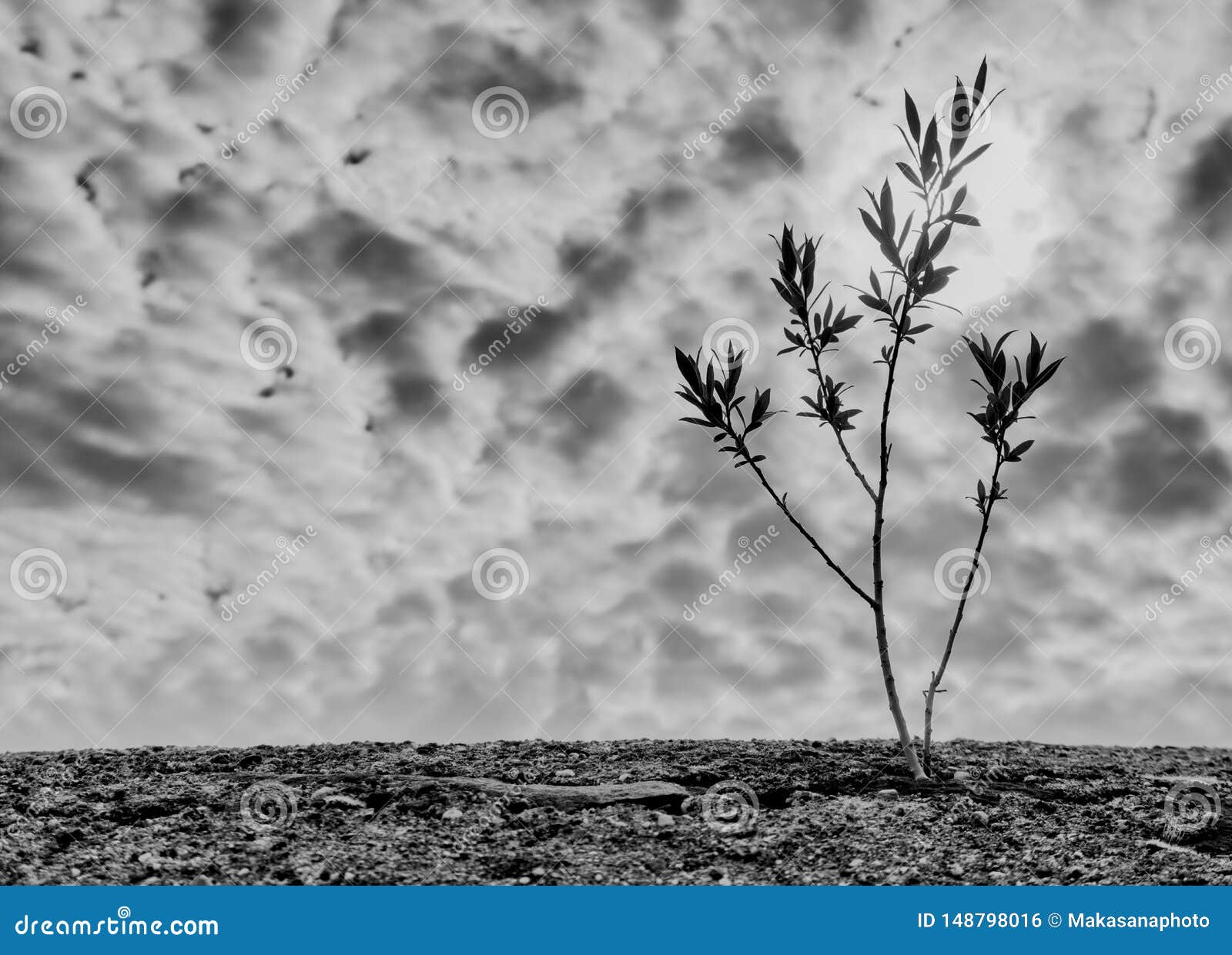 Tenacious Tree Sapling Growing Up through a Stone Wall Black and White ...