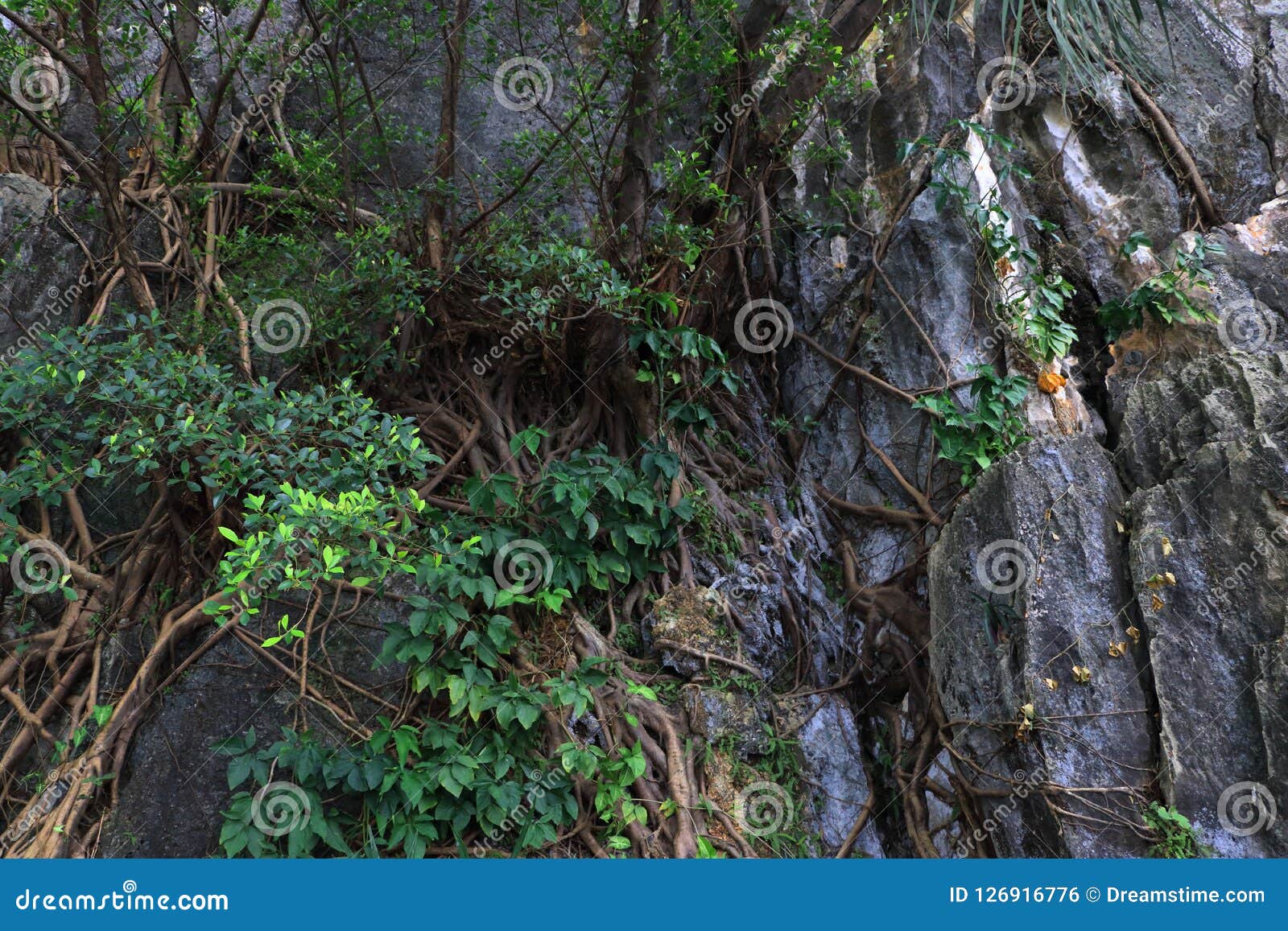 Tenacious Vitality of Plant Stock Photo - Image of looks, building ...