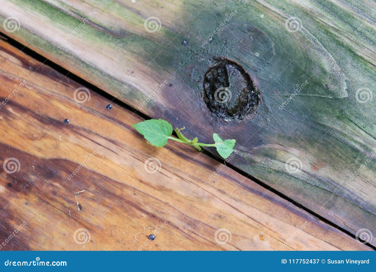 Tenacity - Tiny Plant Grows in Crack between Two Boards Stock Image ...