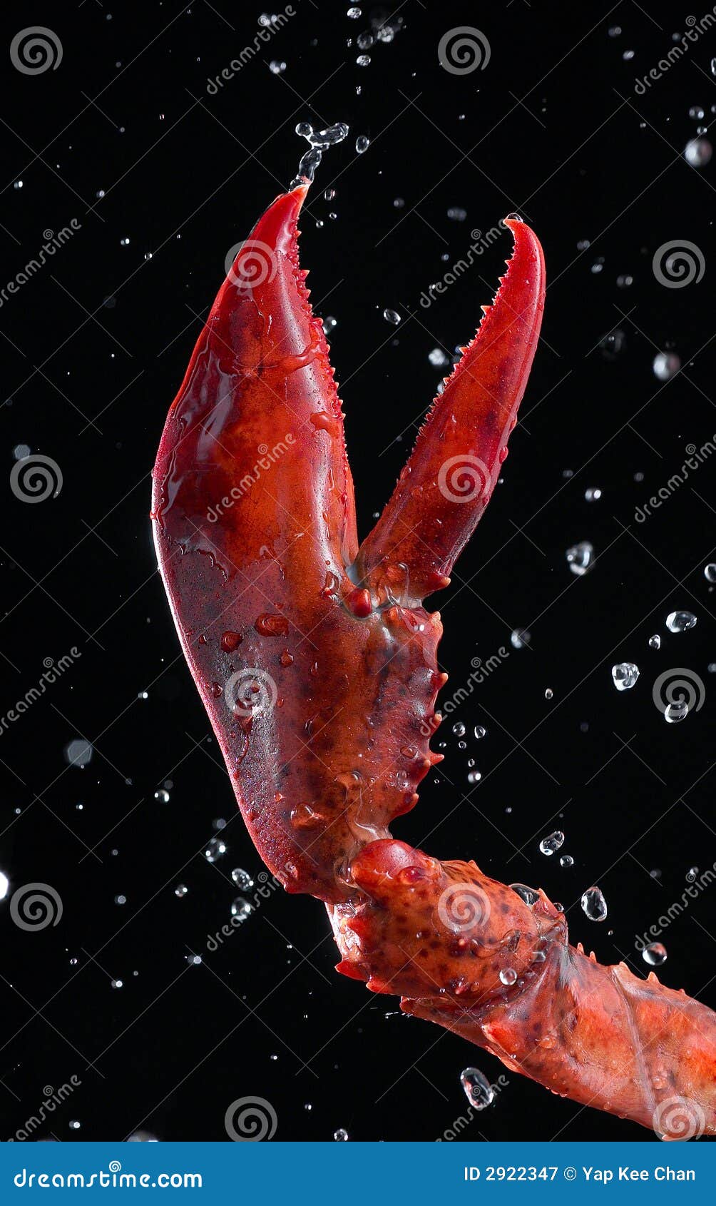 Tenazas de la langosta imagen de archivo. Imagen de potencia - 2922347