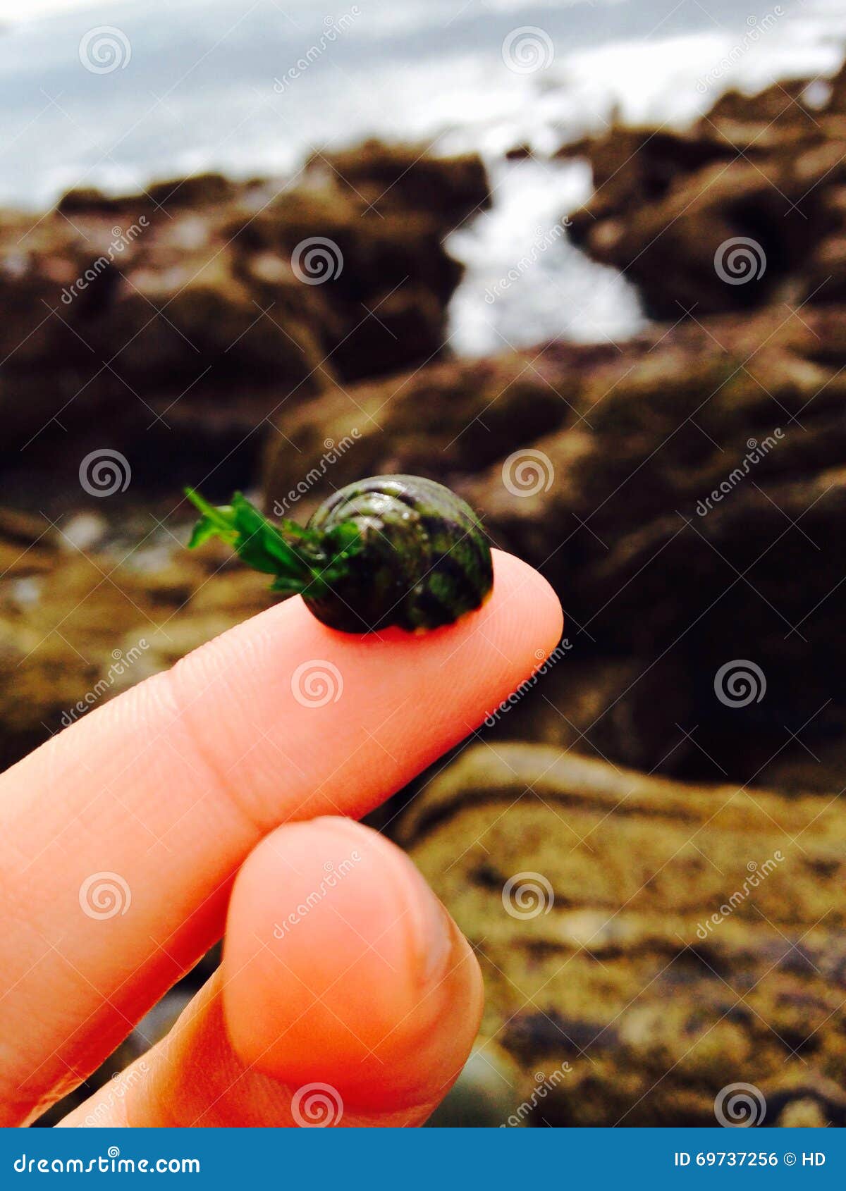 Tenby manorbier stock photo. Image of snail, manorbier - 69737256