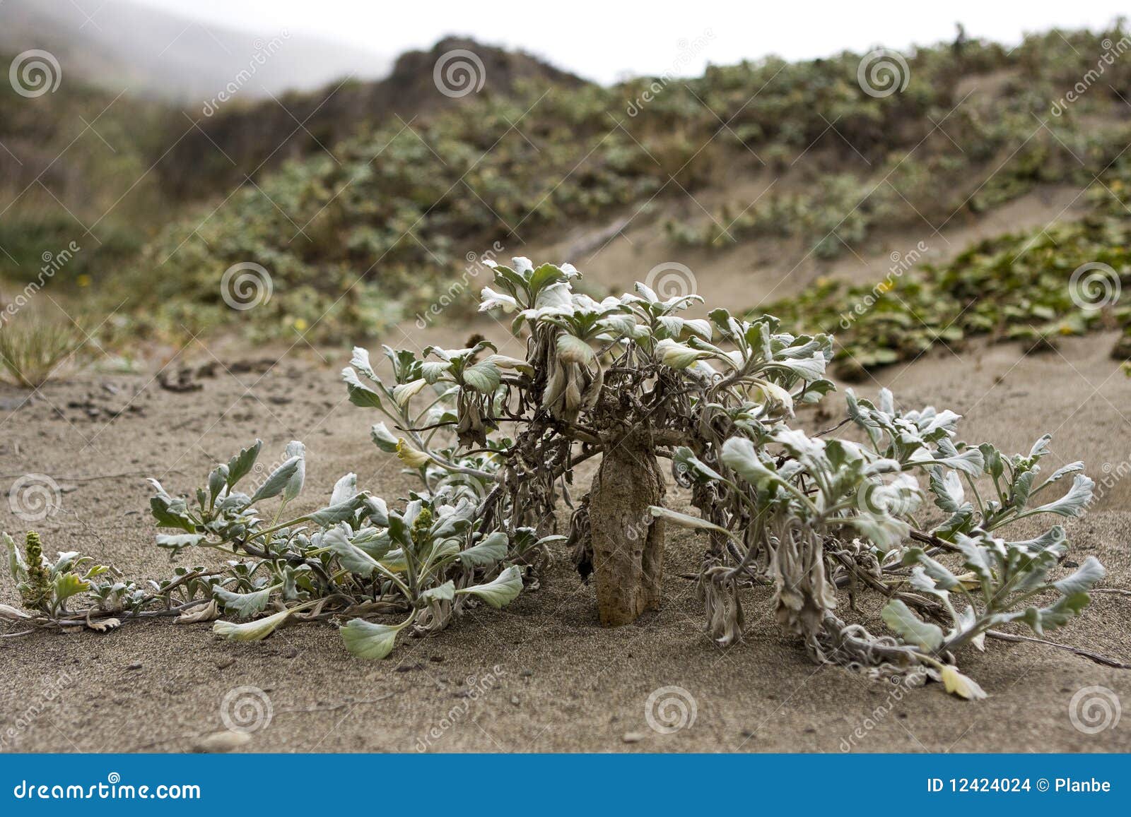Tencacious coastal plant stock photo. Image of nature - 12424024