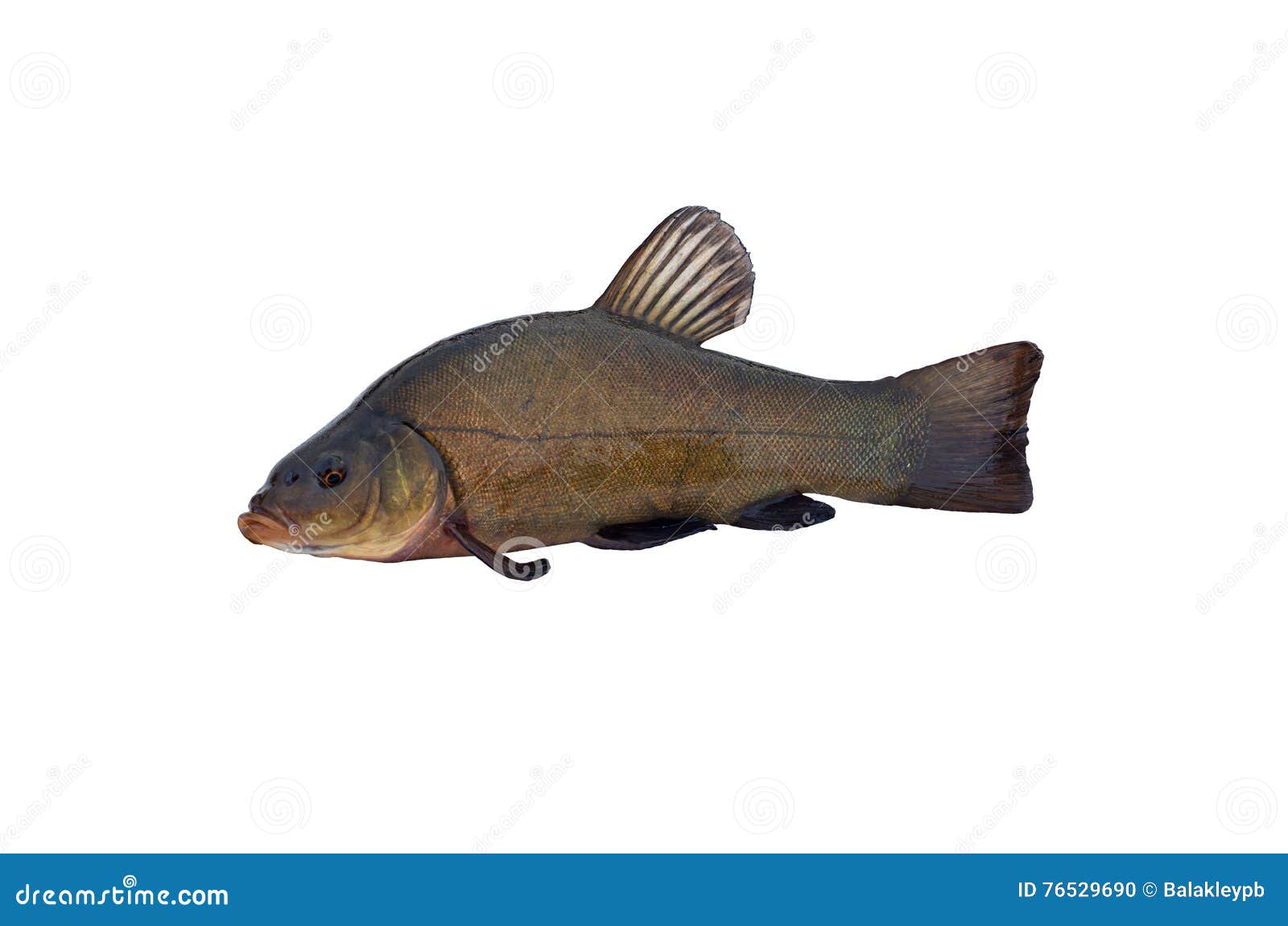 Tencas foto de archivo. Imagen de pescados, ocio, boca - 76529690