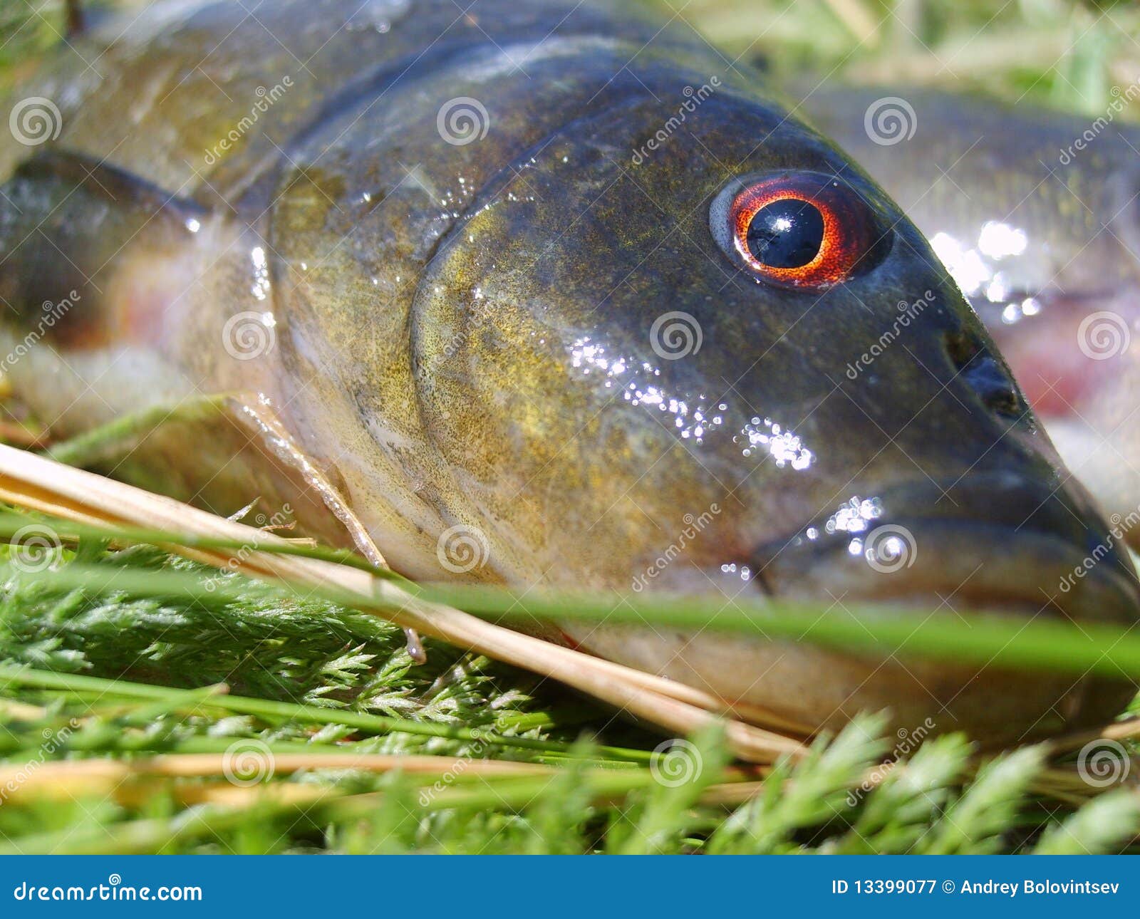 Tench stock image. Image of head, catch, fishing, gills - 13399077