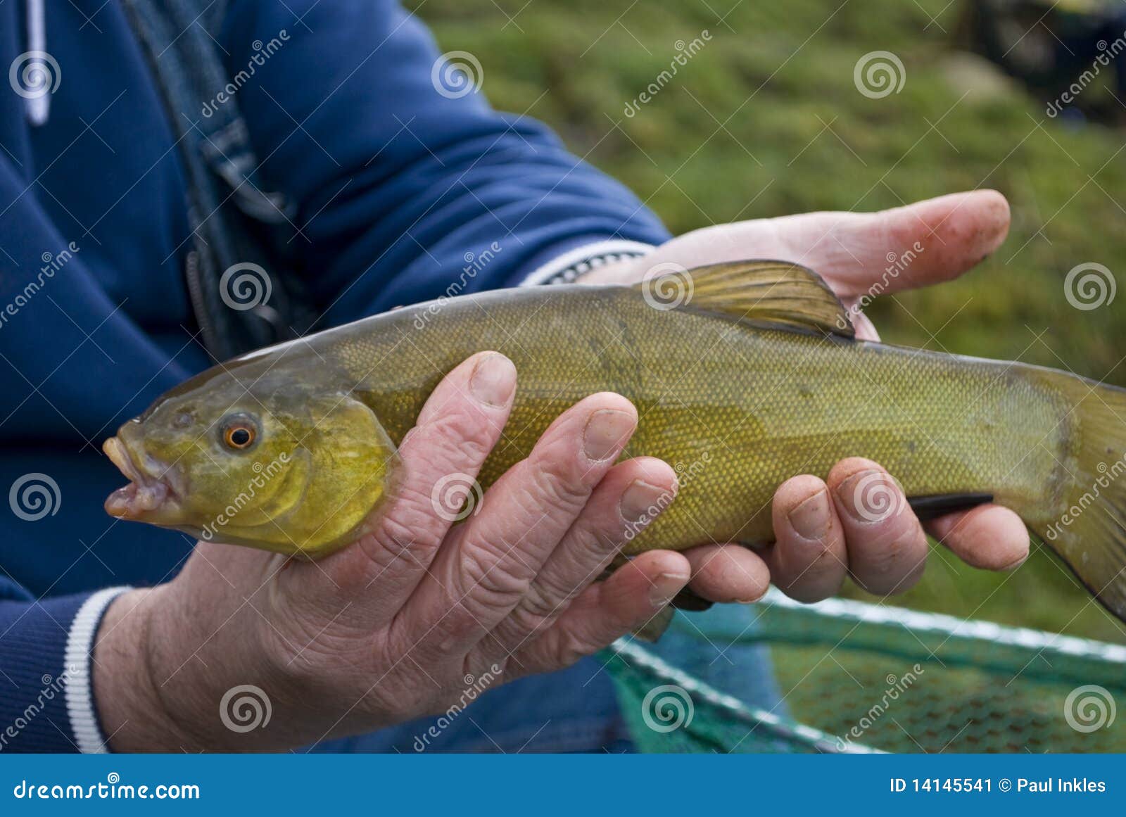 Tench stock image. Image of field, urban, single, trophy - 14145541